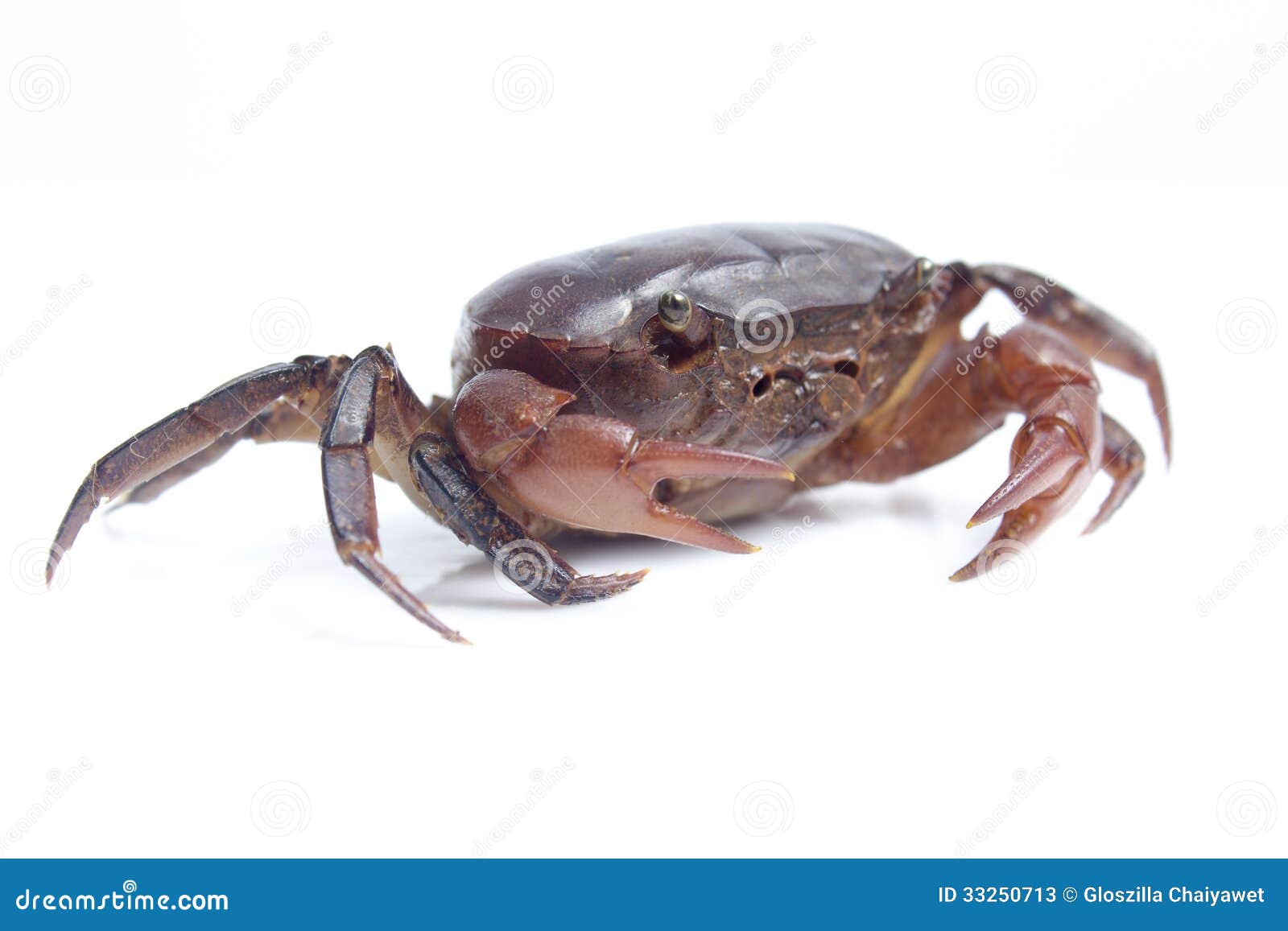 Crab on white background stock image. Image of fish, background - 33250713