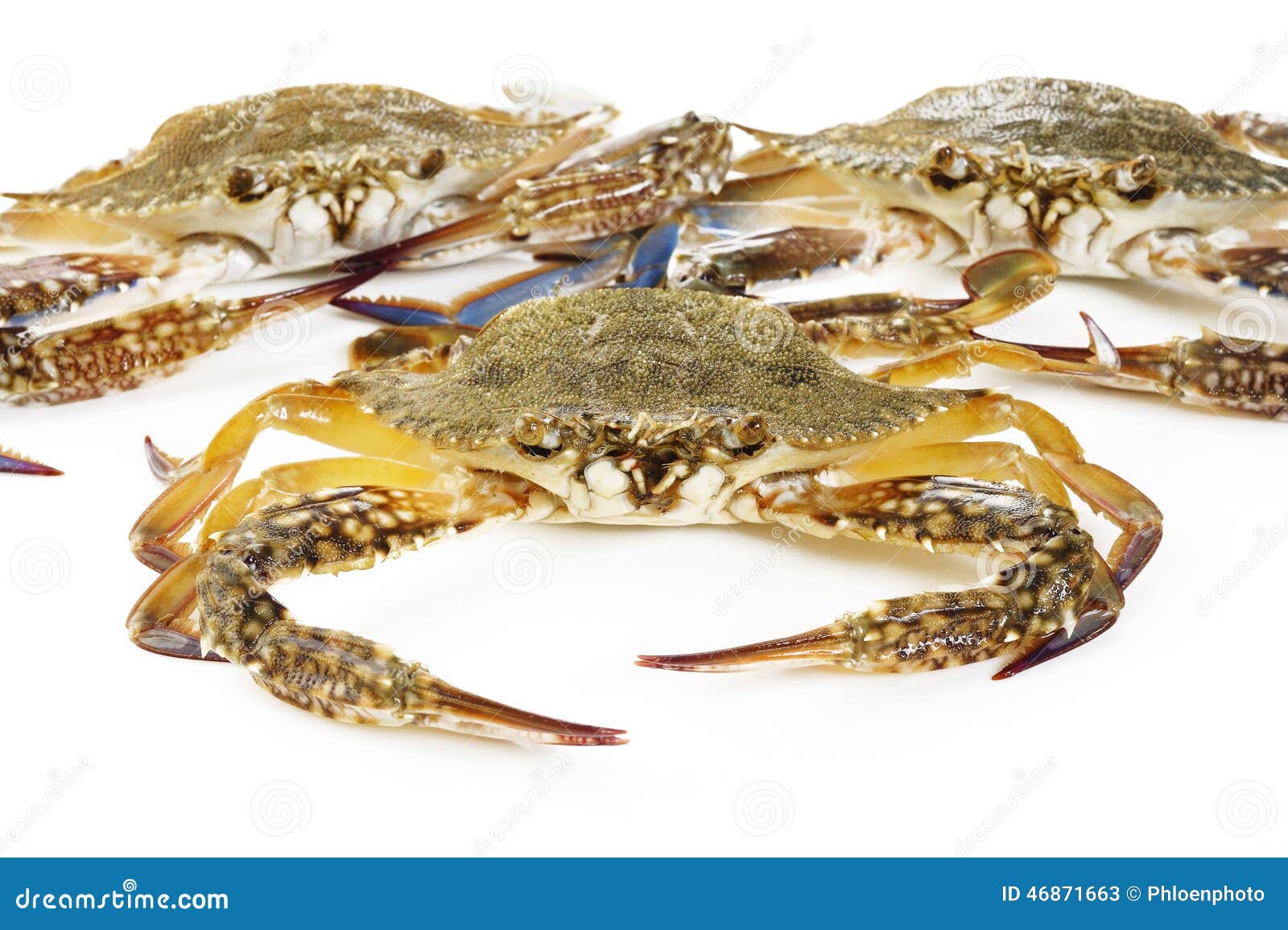 Crab on white stock image. Image of background, creature - 46871663