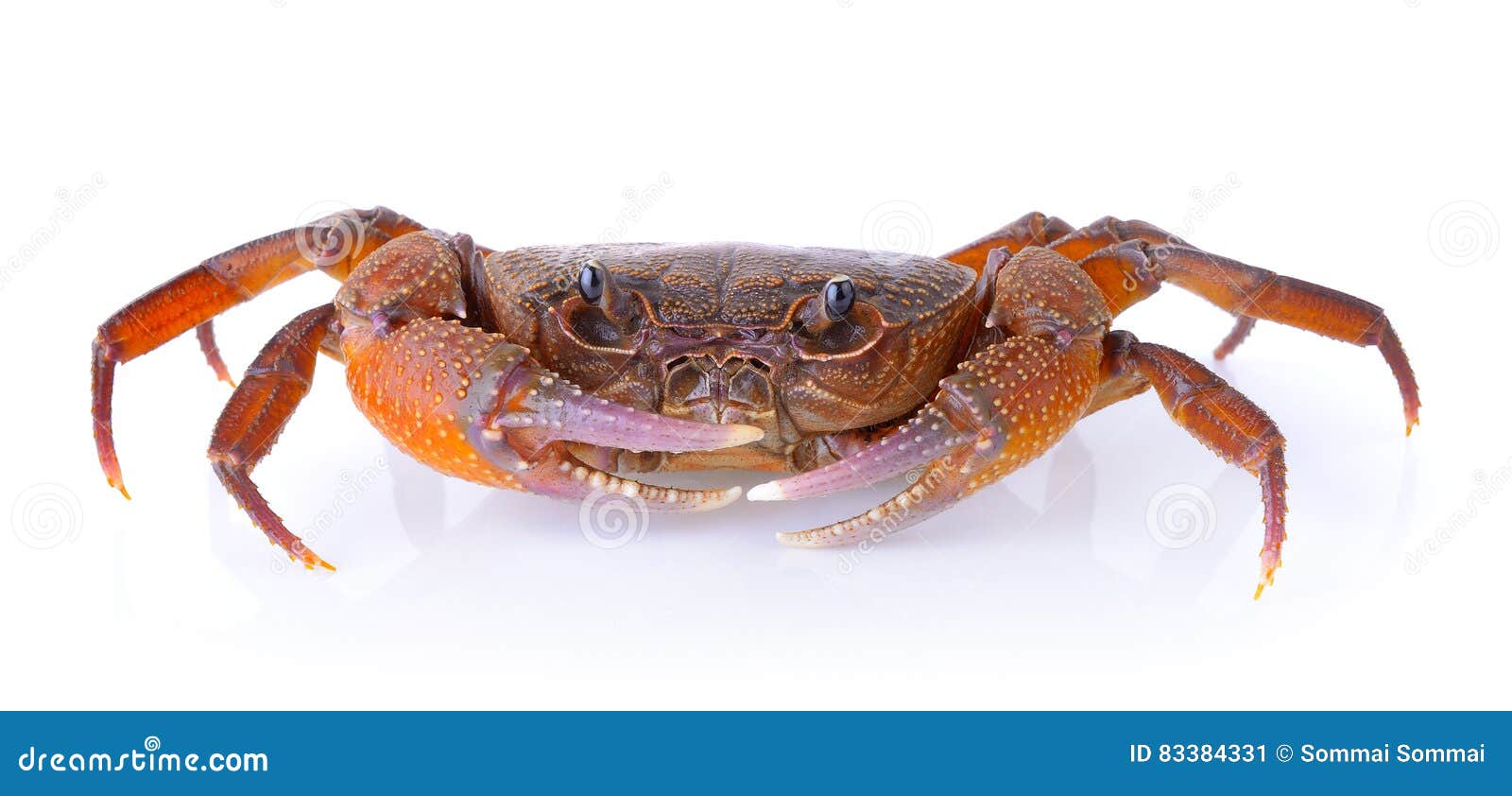 Crab on white background stock image. Image of legs, isolated - 83384331