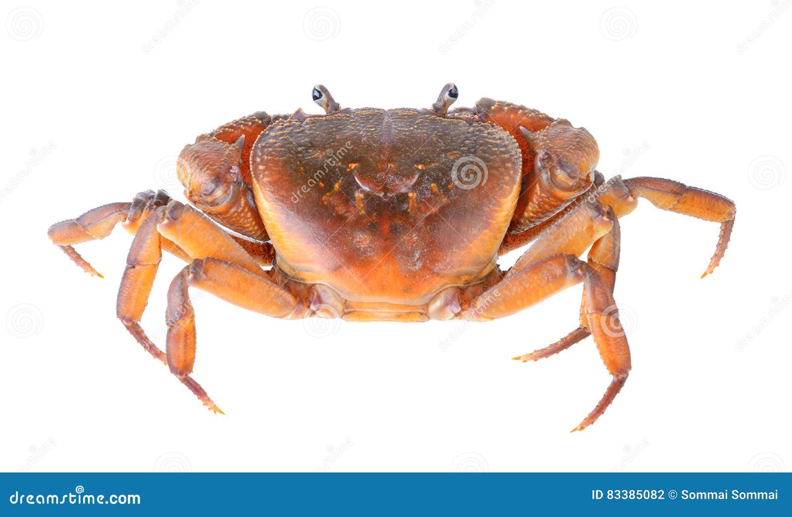 Crab on white background stock photo. Image of cook, animal - 83385082