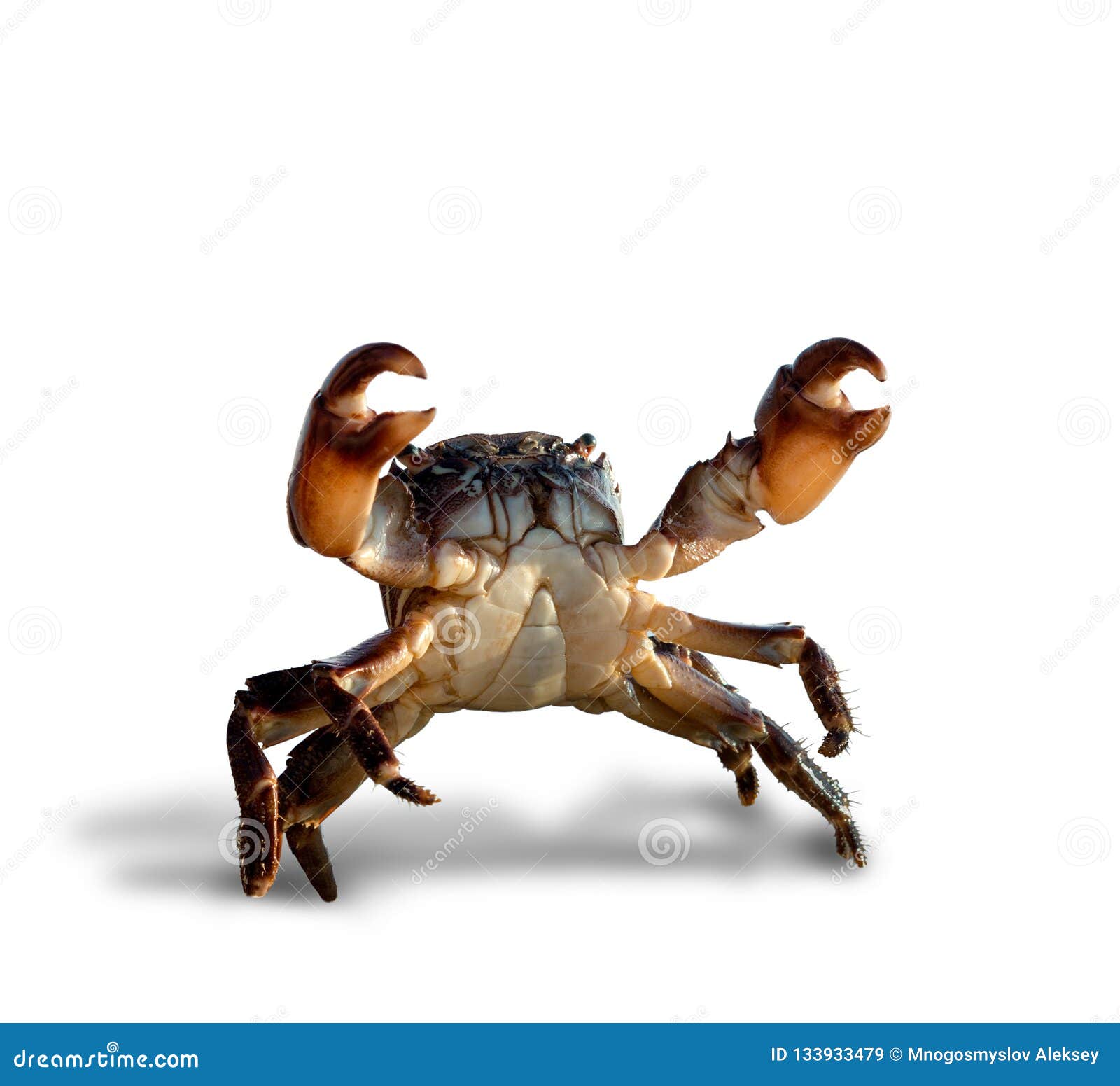 Crab on white background stock image. Image of wildlife - 133933479