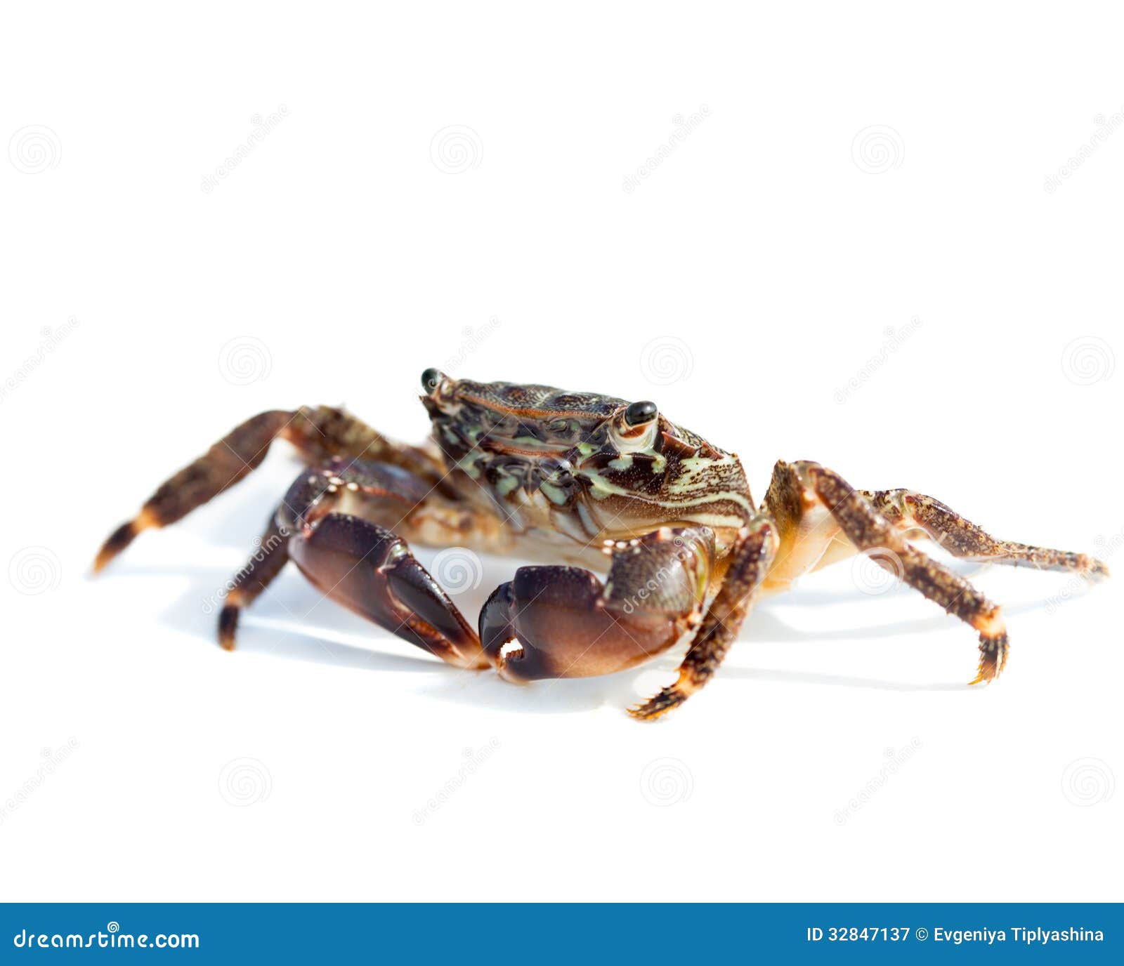 Crab stock image. Image of island, wildlife, isolation - 32847137