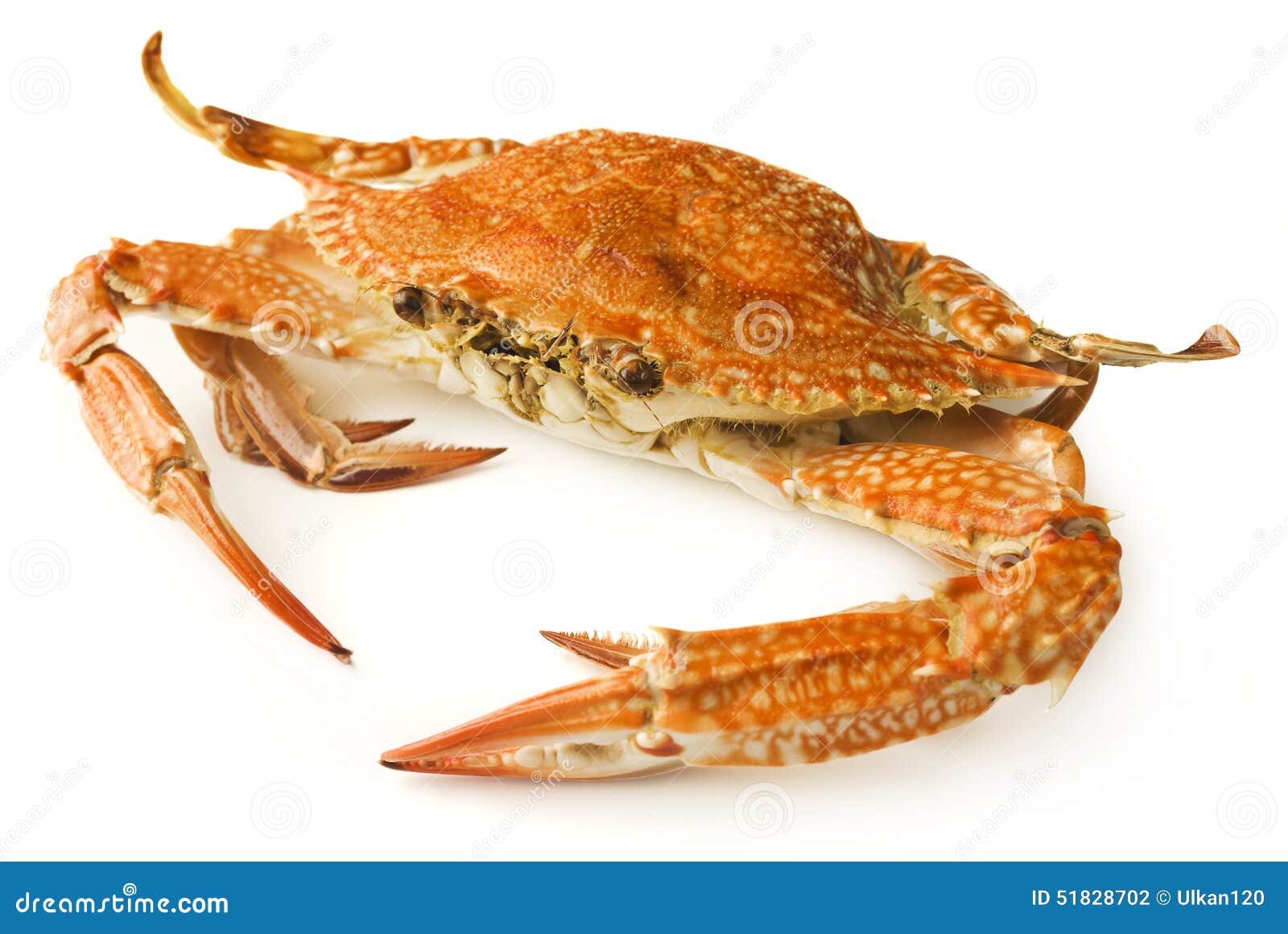 Crab on white background stock photo. Image of background - 51828702