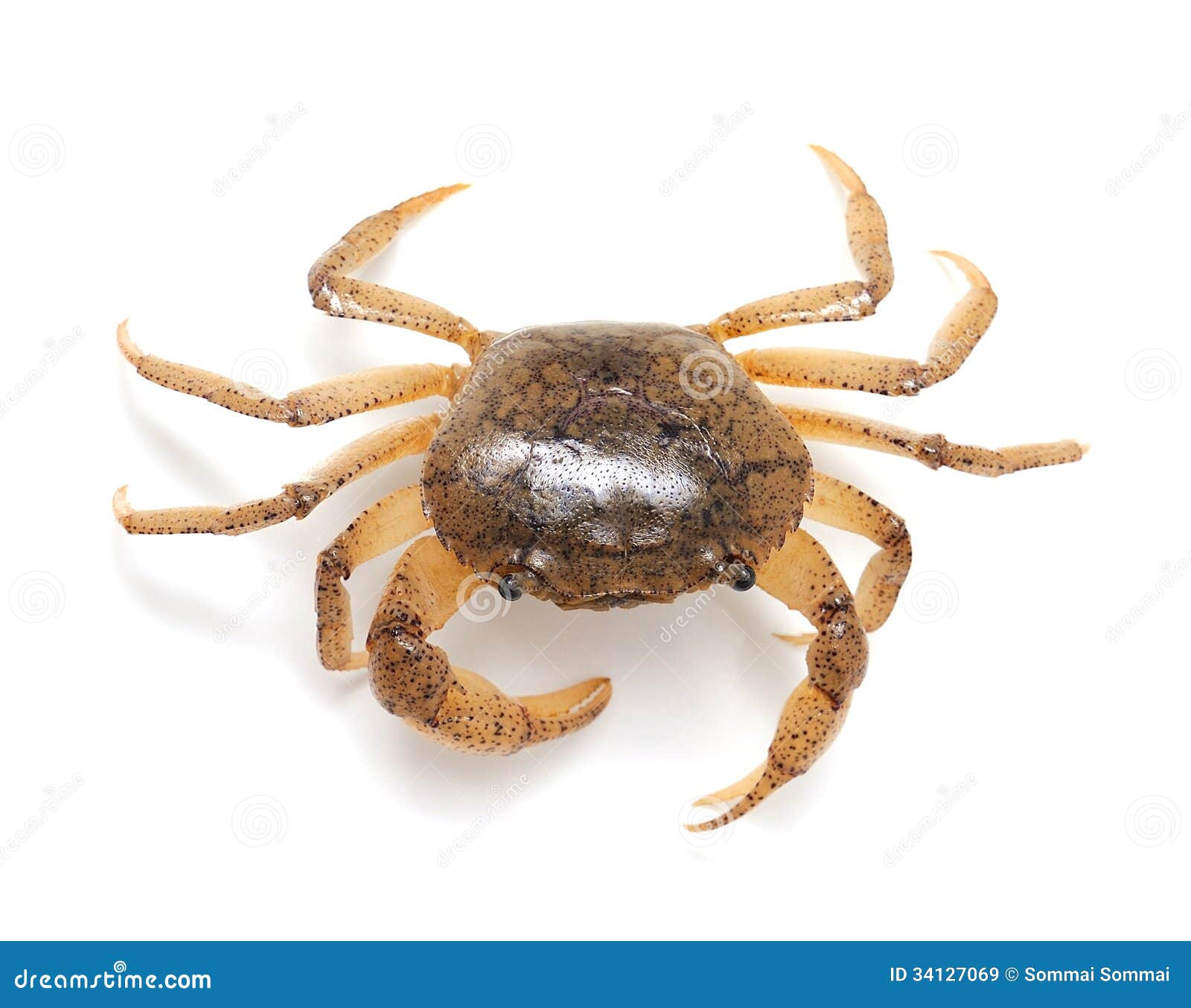 Crab on white background stock image. Image of background - 34127069