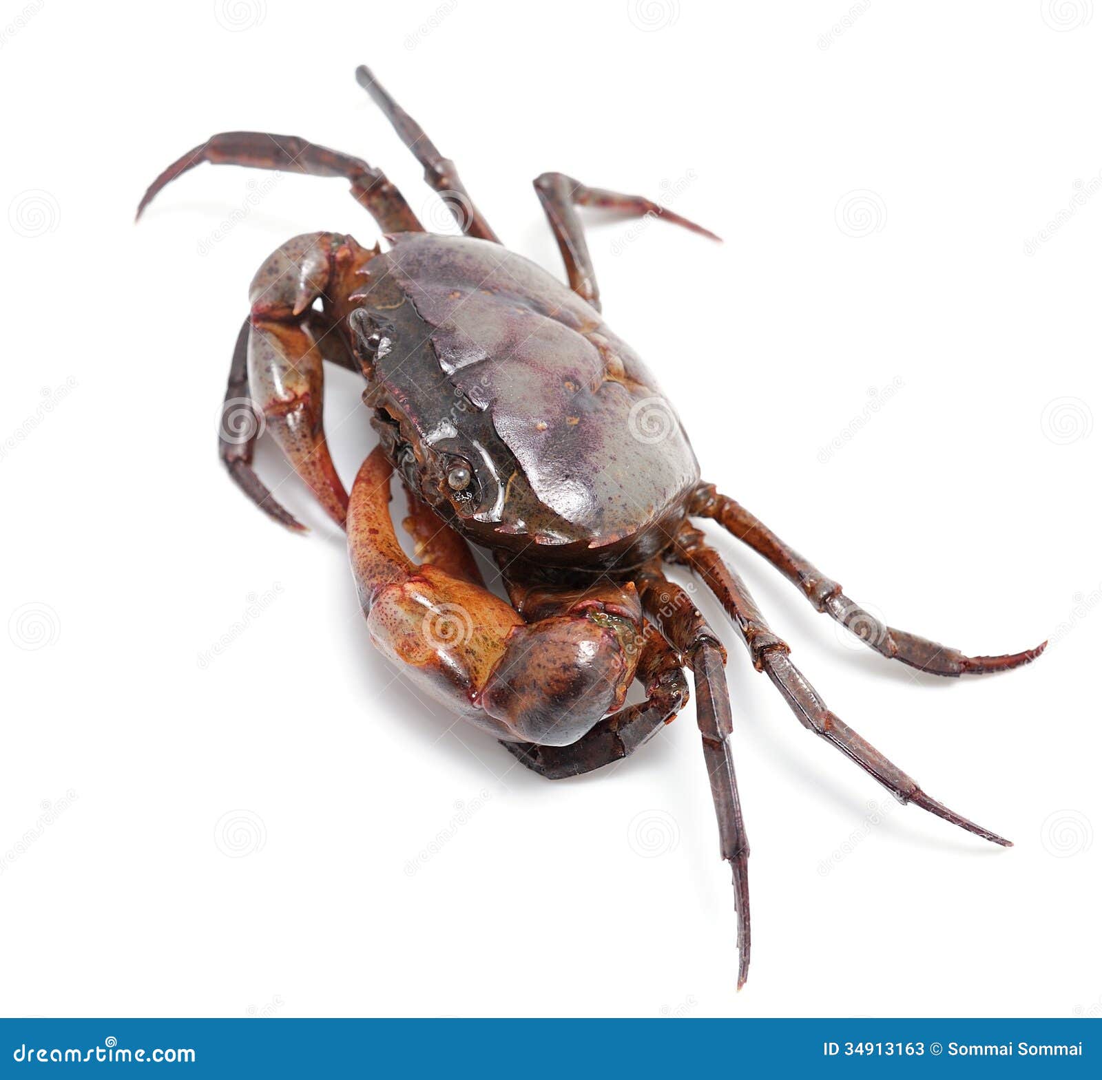 Crab on white background stock image. Image of aquatic - 34913163