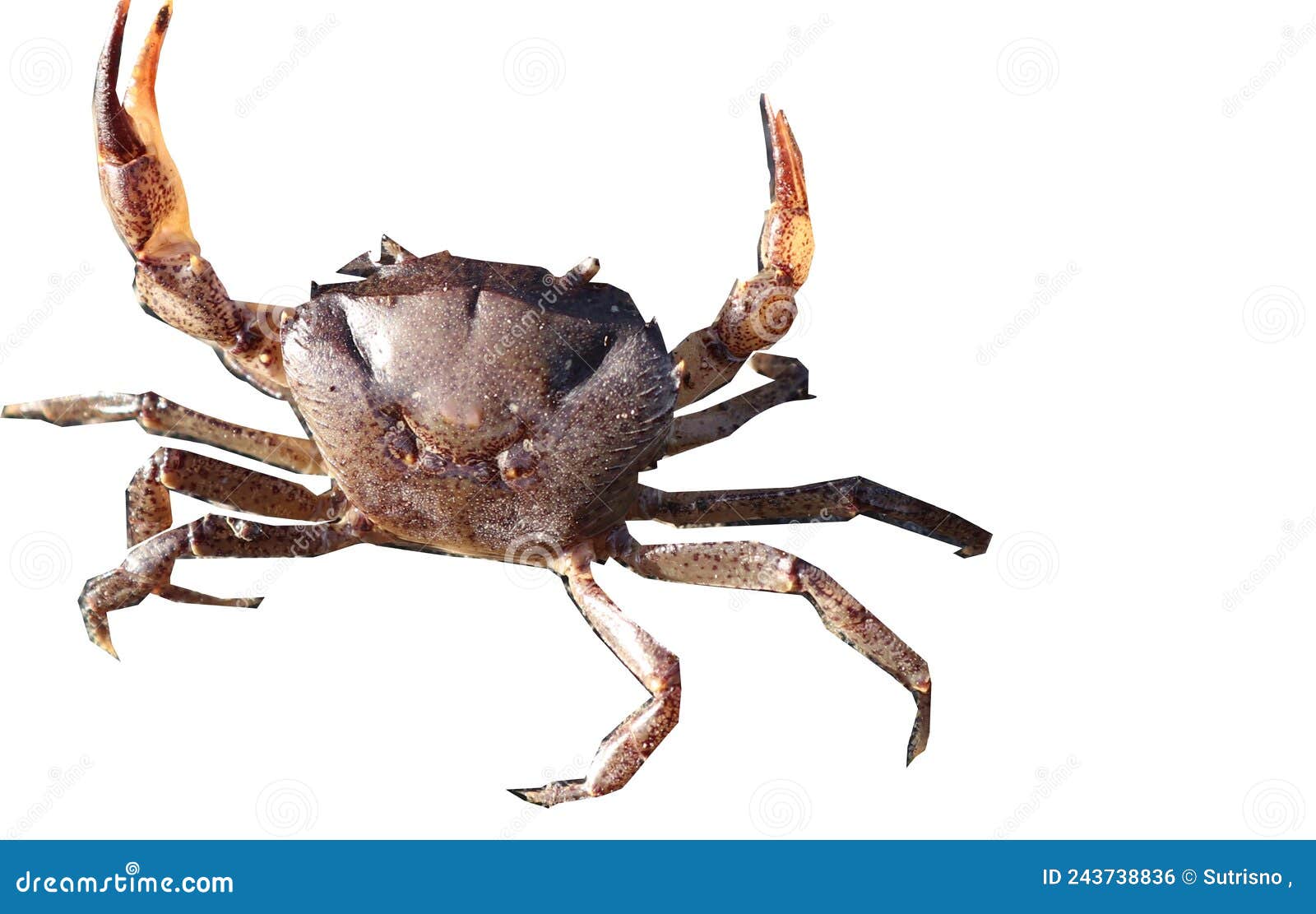 Crab on a White Background. Stock Photo - Image of close, protein ...