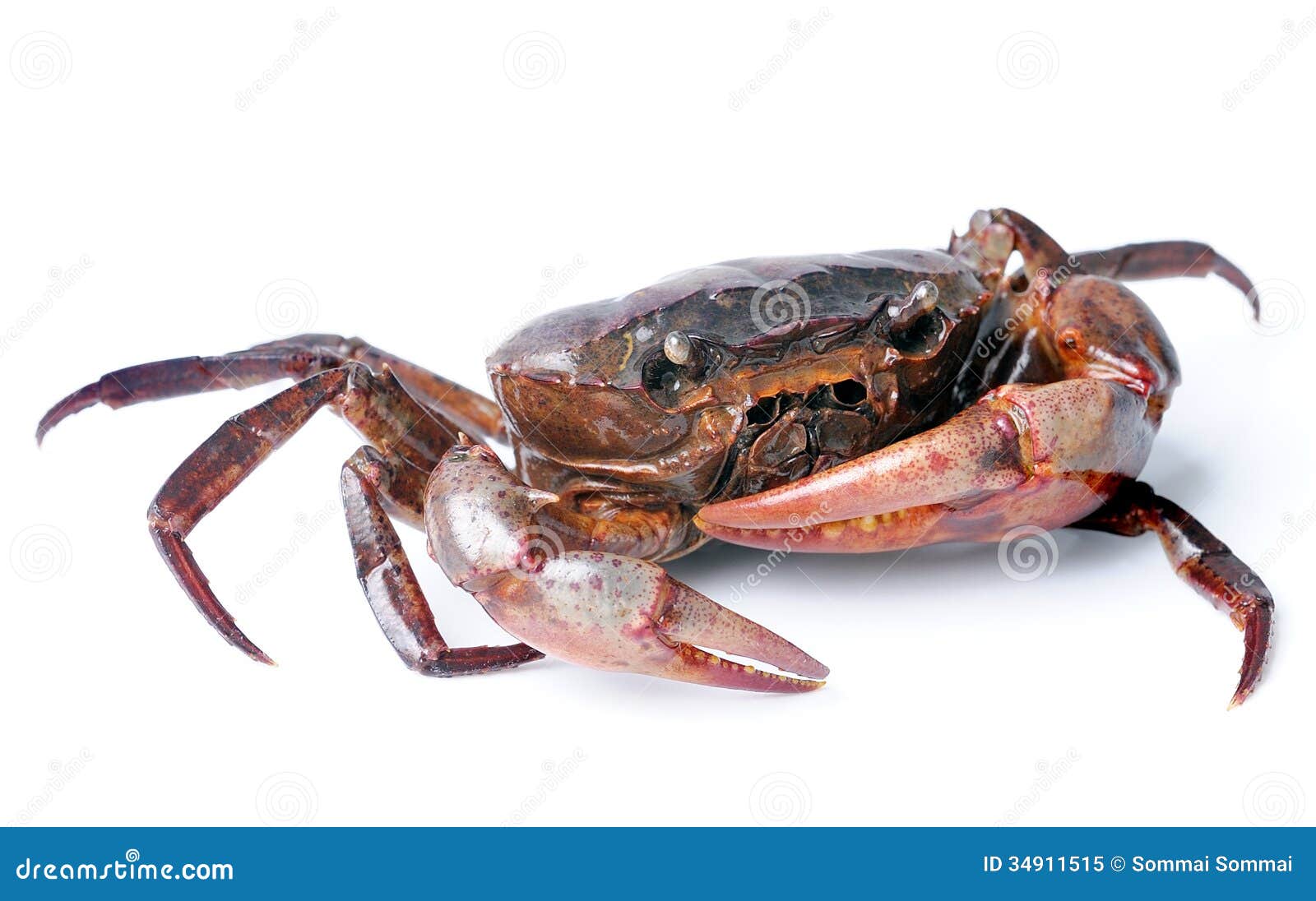Crab on white background stock image. Image of malacostraca - 34911515