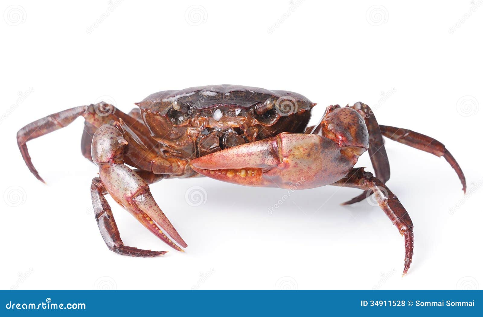 Crab on white background stock photo. Image of wildlife - 34911528