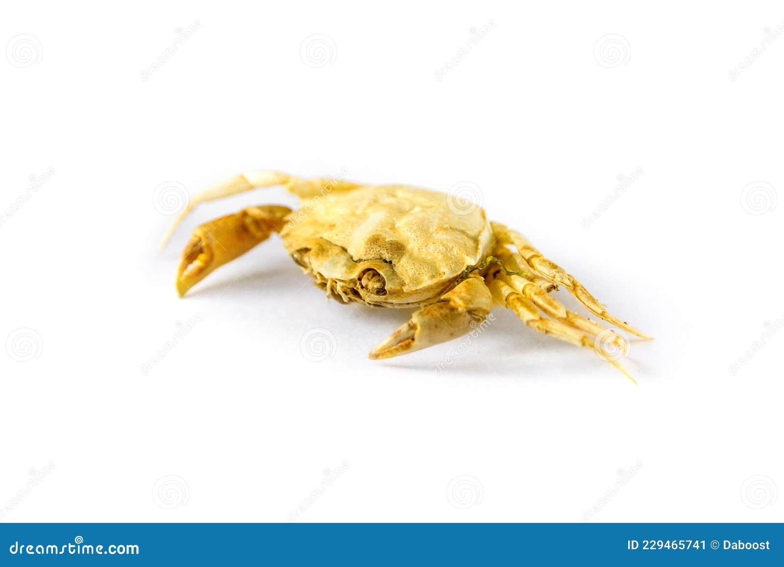 Crab on a white background stock image. Image of nature - 229465741