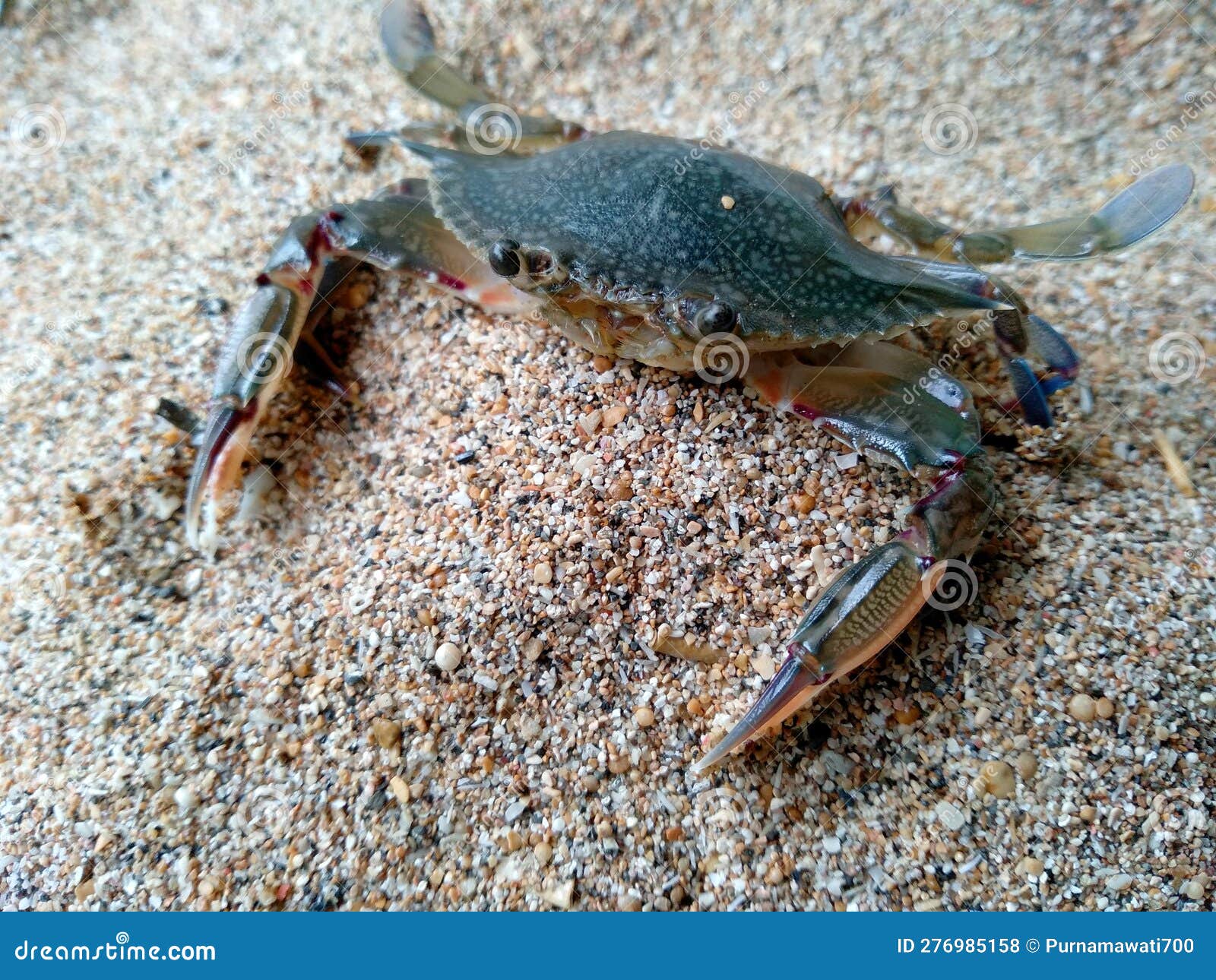 Crabs on a beach sand stock photo. Image of fishing - 276985158