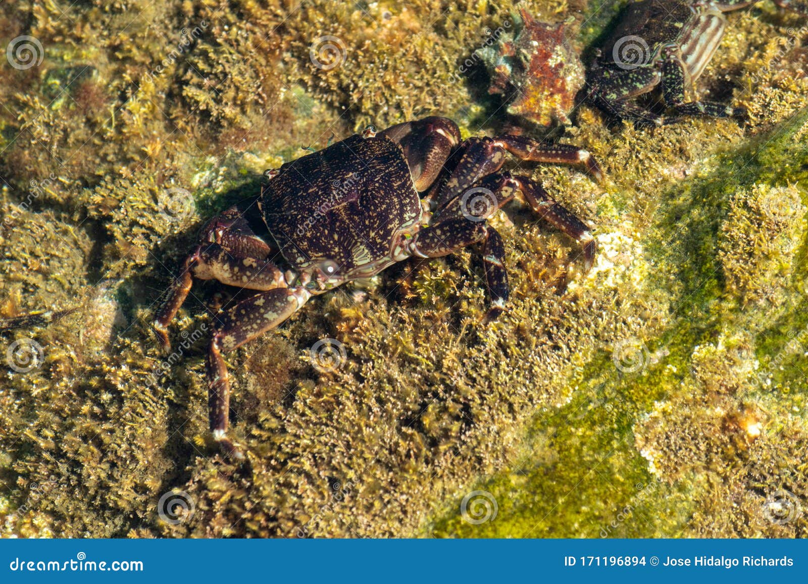 Crab Wondering Around Under the Water Stock Photo - Image of feed, aloe ...