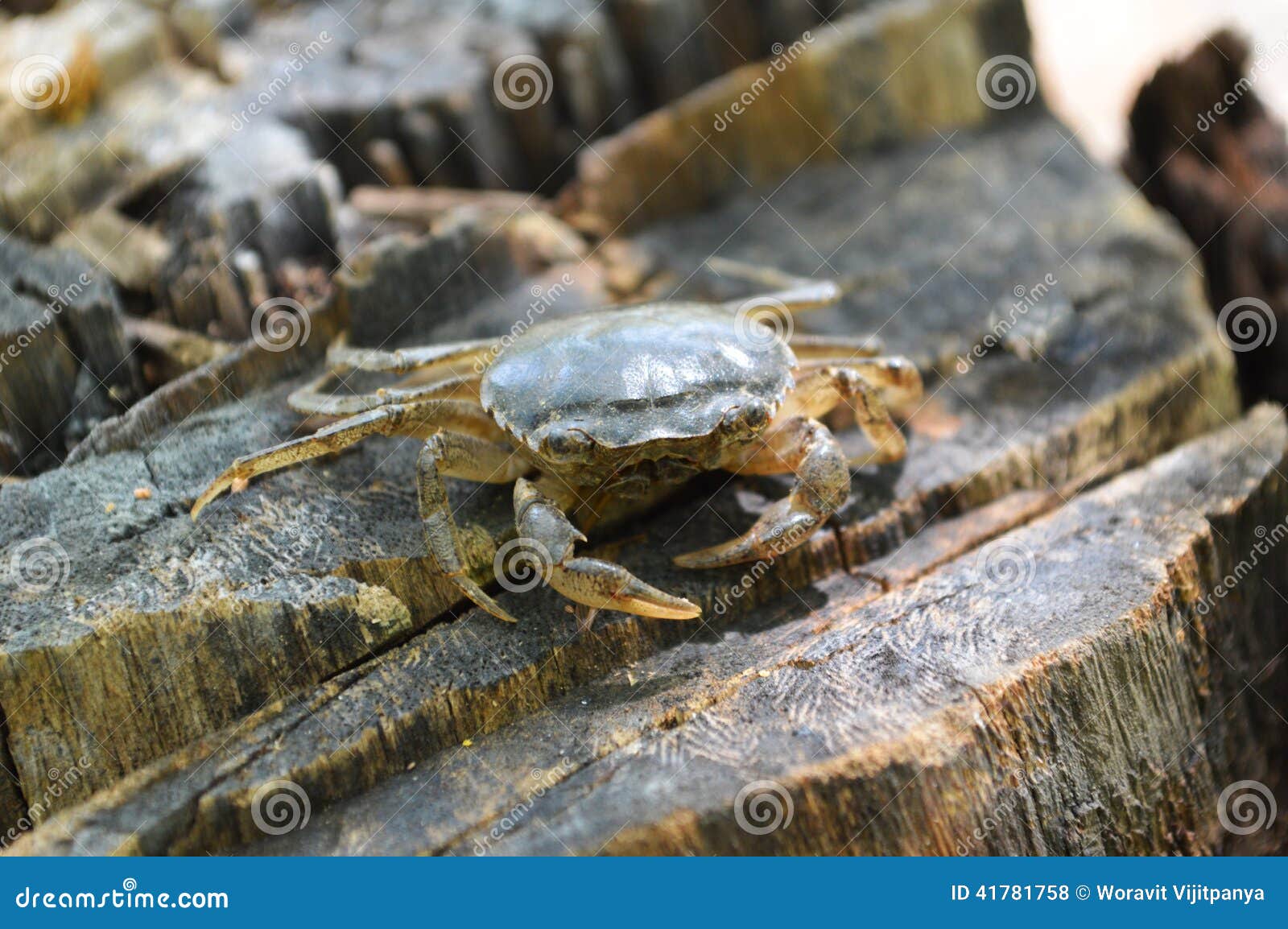 Crab on wood stock photo. Image of ecology, gray, animals - 41781758