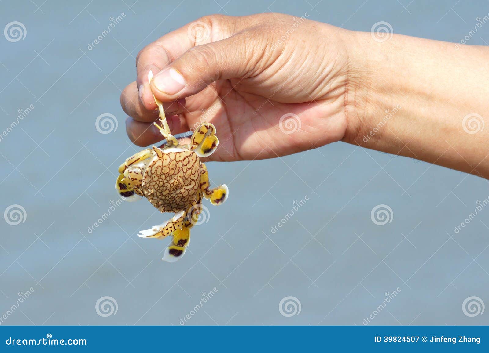 Matuta Planipes Stock Photos - Free & Royalty-Free Stock Photos from ...