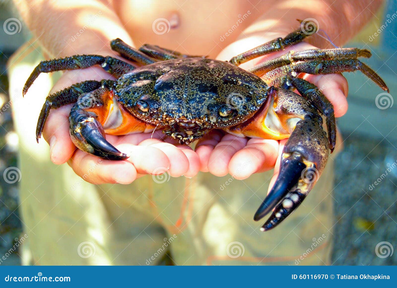 Crab in your hands stock photo. Image of sand, claw, life - 60116970