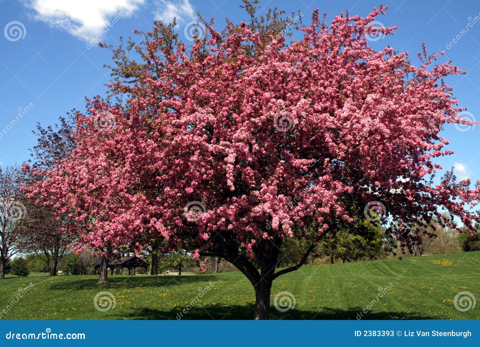 Crabapple Baum stockbild. Bild von blüten, blühen, blumen - 2383393