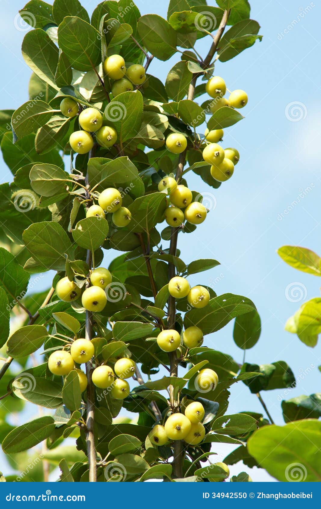 Crabapple stock photo. Image of tree, green, crabapple - 34942550