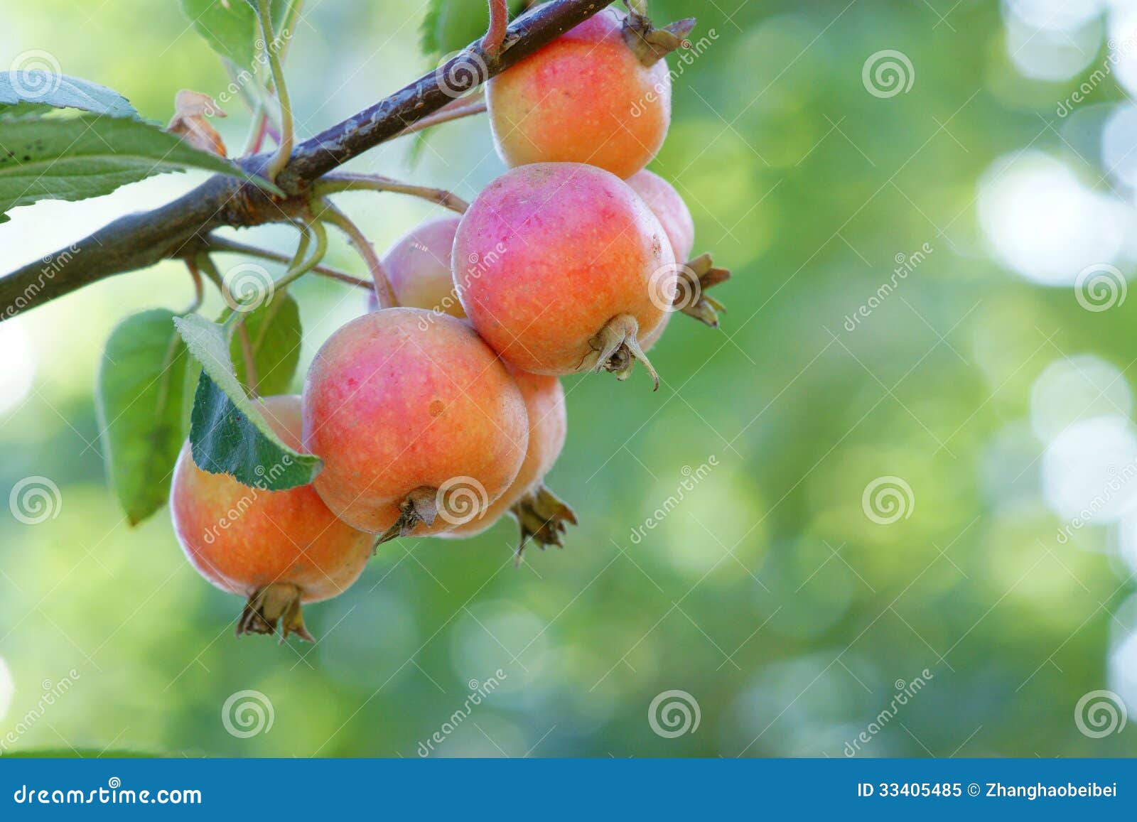 Crabapple stock image. Image of food, comestible, fructification - 33405485