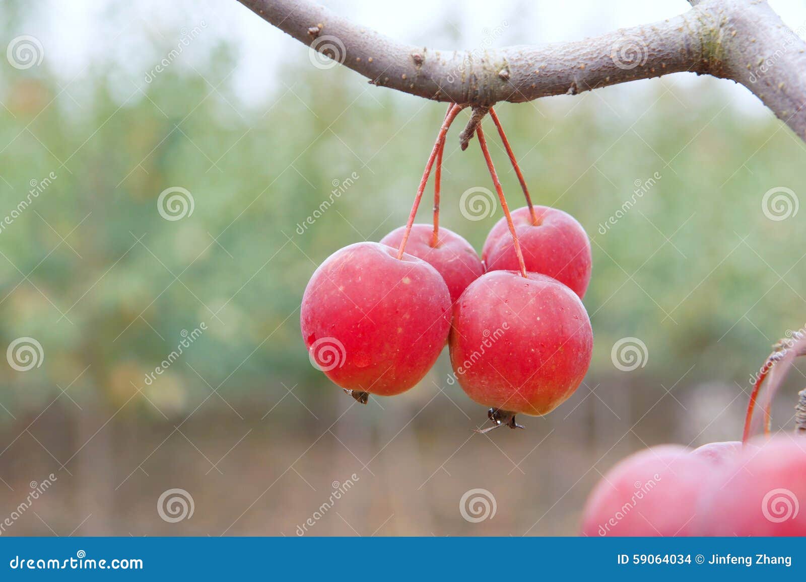 Crabapple stock photo. Image of close, fruits, comestible - 59064034