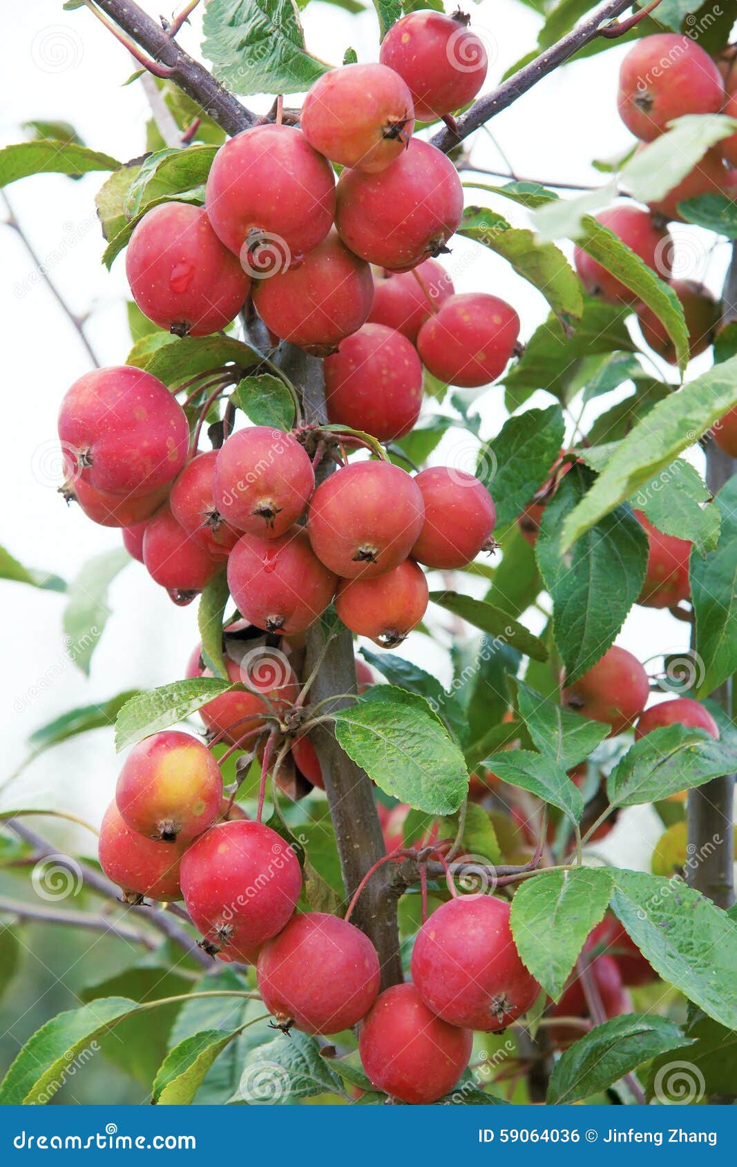 Crabapple stock photo. Image of apples, fruitage, eatable - 59064036