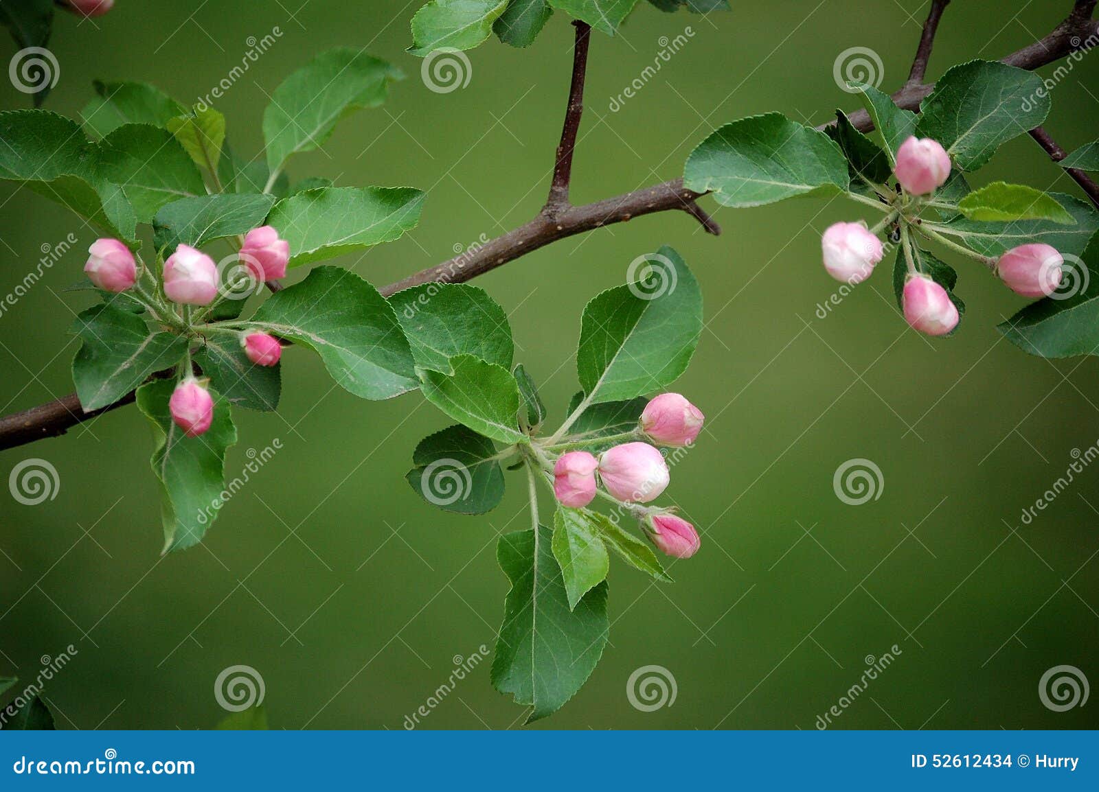 Crabapple flower buds stock photo. Image of fresh, flower - 52612434