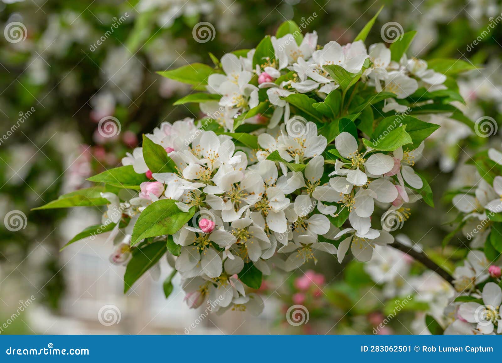 Crabapple Malus Spring Snow, with Fragrant Pure White Flowers Stock ...
