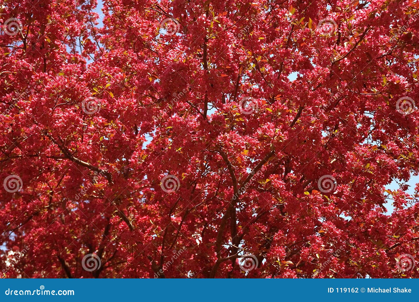 Crabapple Tree in Bloom stock photo. Image of nature, flowering - 119162
