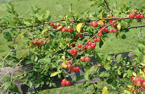 Crabapple tree branch stock photo. Image of sour, farm - 15949956