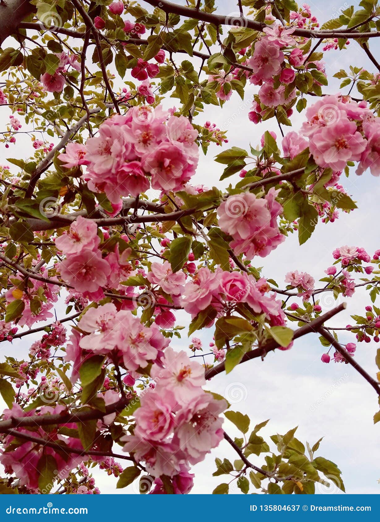 Crabapple tree stock image. Image of crabapple, spring - 135804637