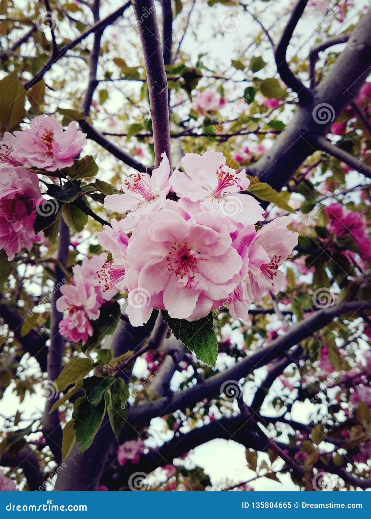 Crabapple tree stock image. Image of crabapple, blooms - 135804665