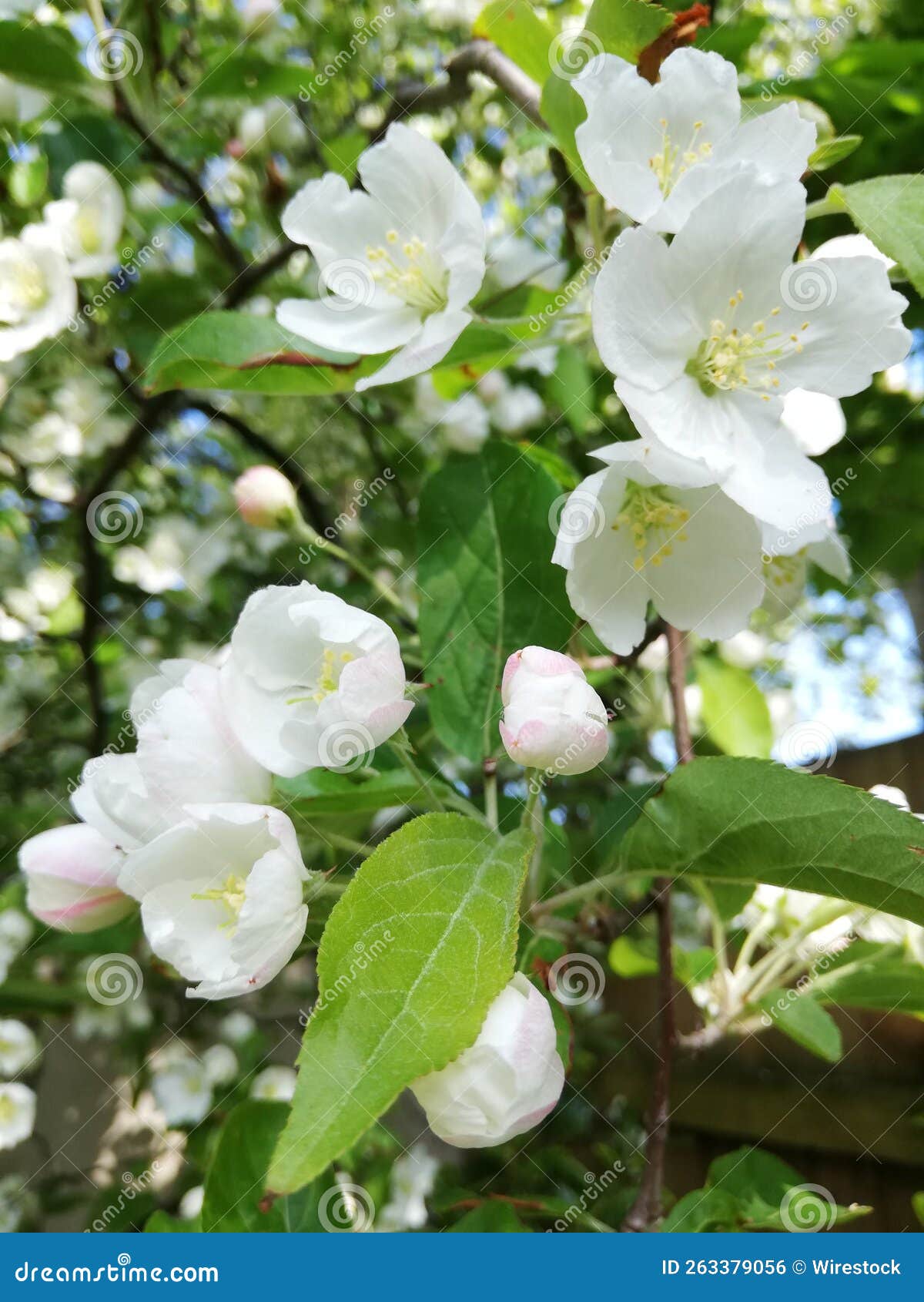 Crabapple tree full bloom stock photo. Image of park - 263379056