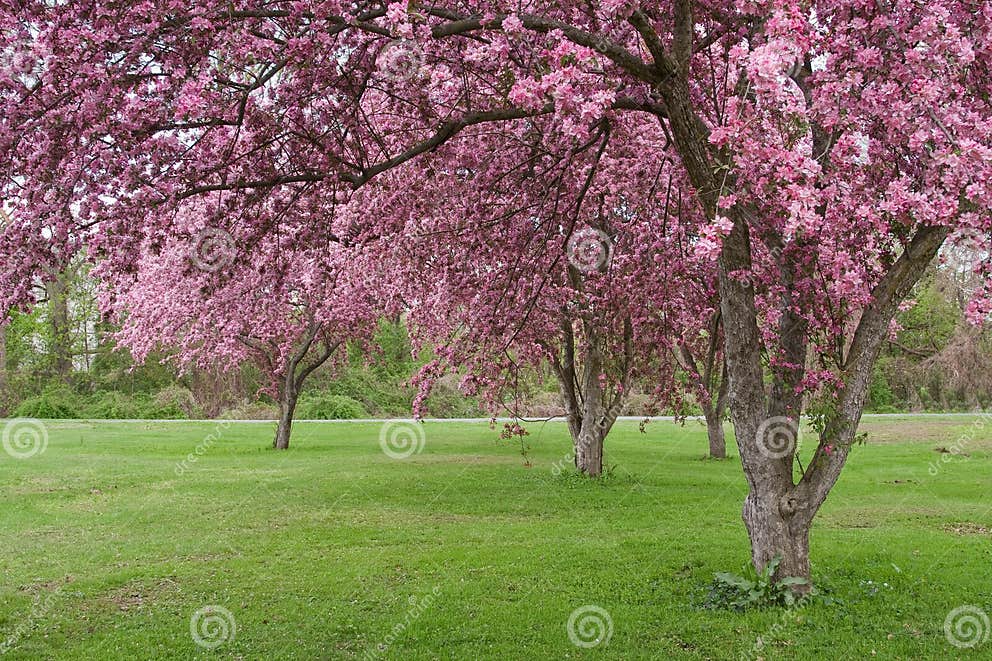 Crabapple Trees stock image. Image of tree, spring, ornamental - 19712163