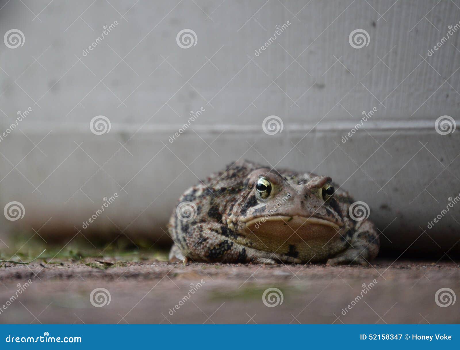 Crabby Frog stock image. Image of hunched, ground, spring - 52158347