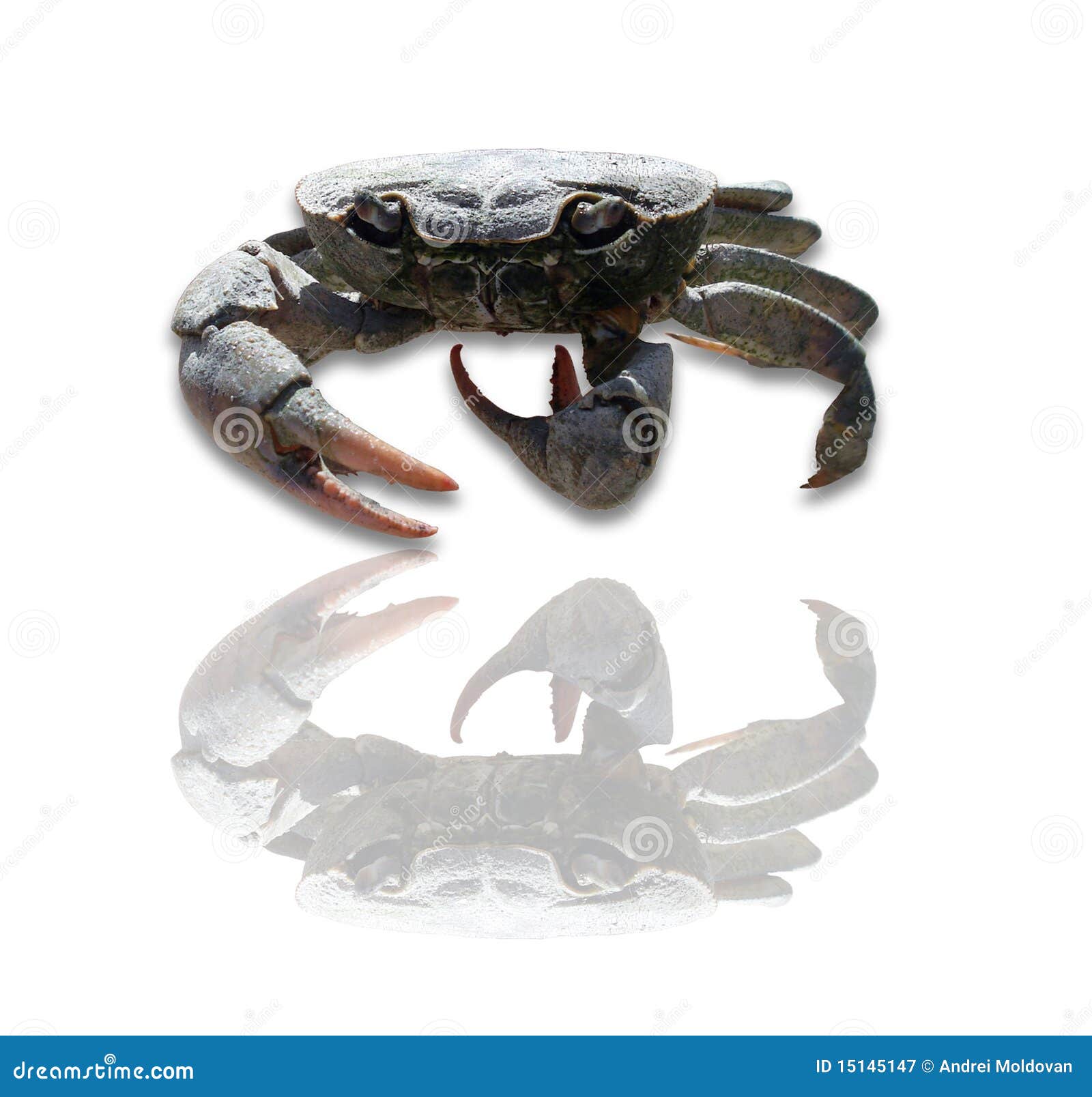Crabe Image. Image: 15145147