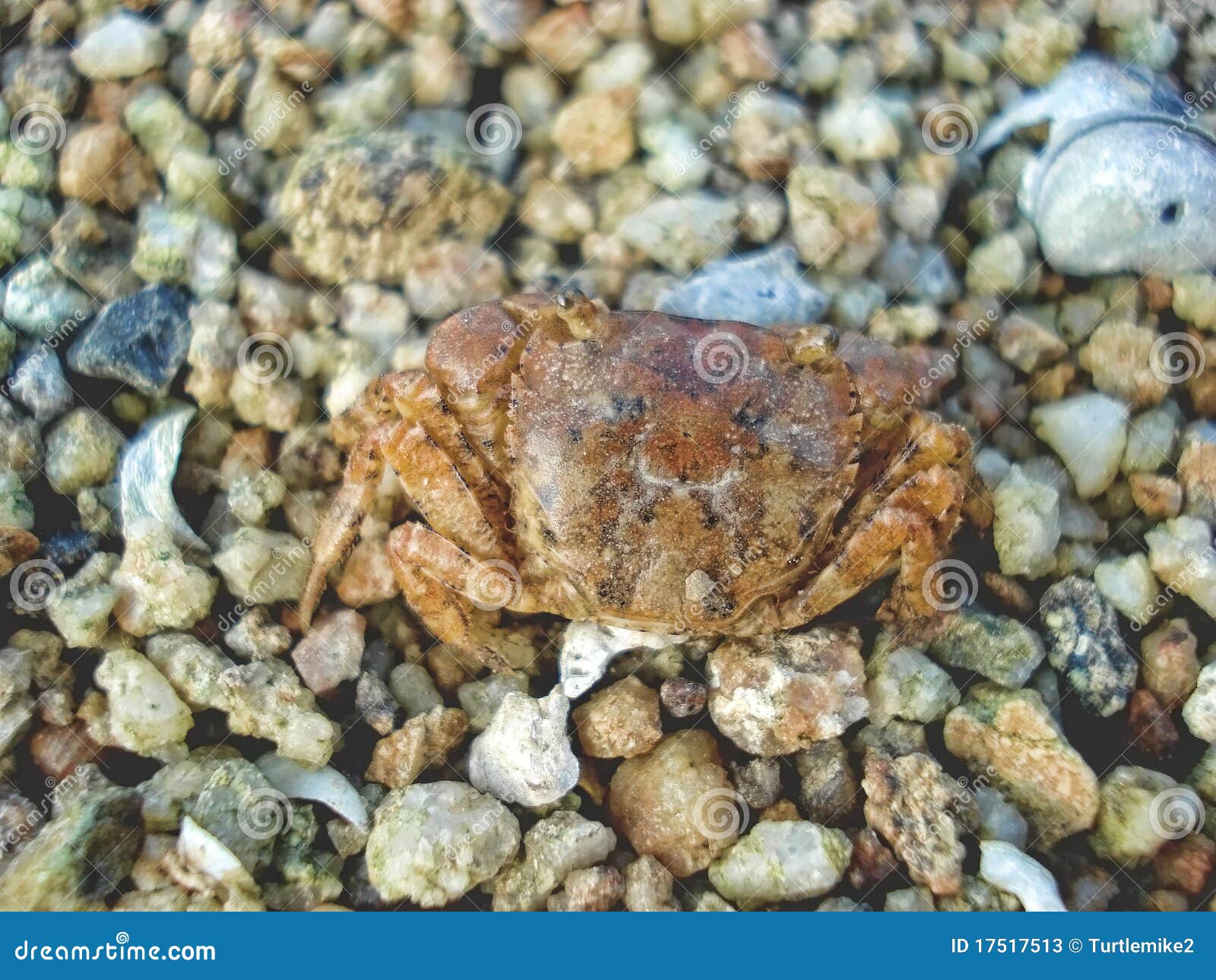 Crabe image stock. Image du côte, pince, côtier, animal - 17517513