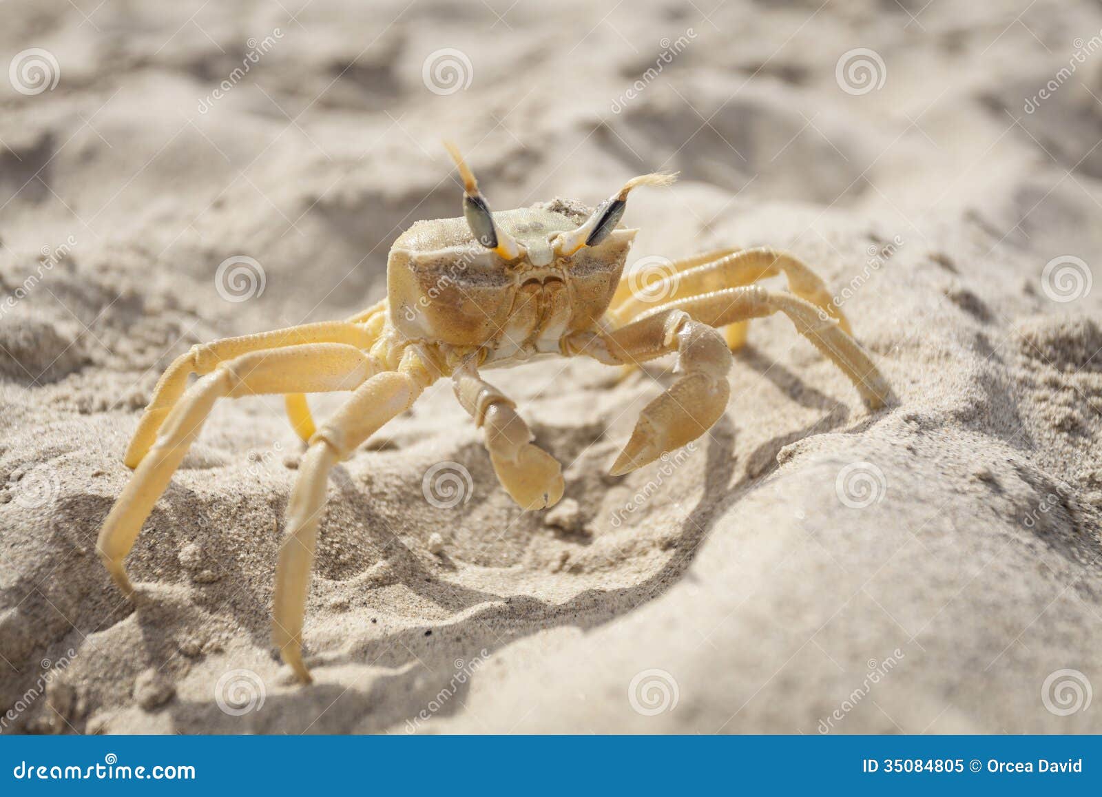 Crabe au soleil image stock. Image du personne, rivage - 35084805