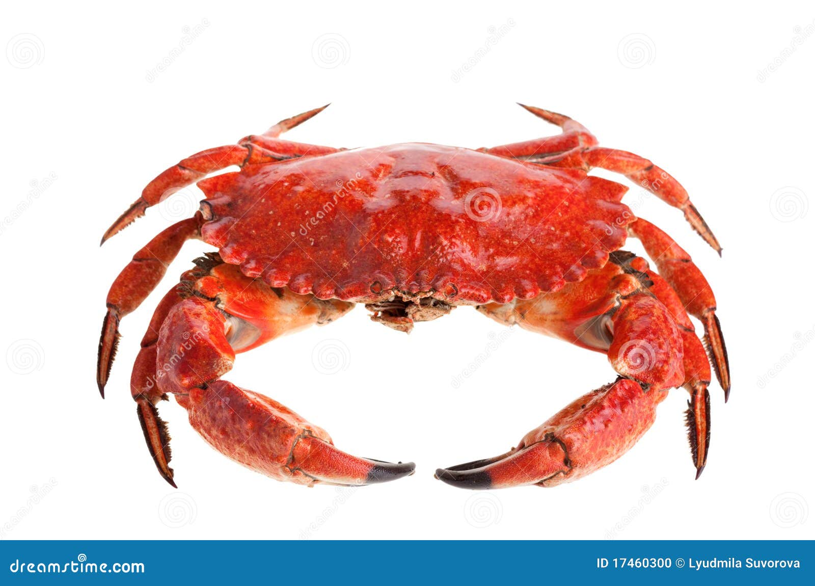 Crabe cuit photo stock. Image du animal, sain, rouge - 17460300