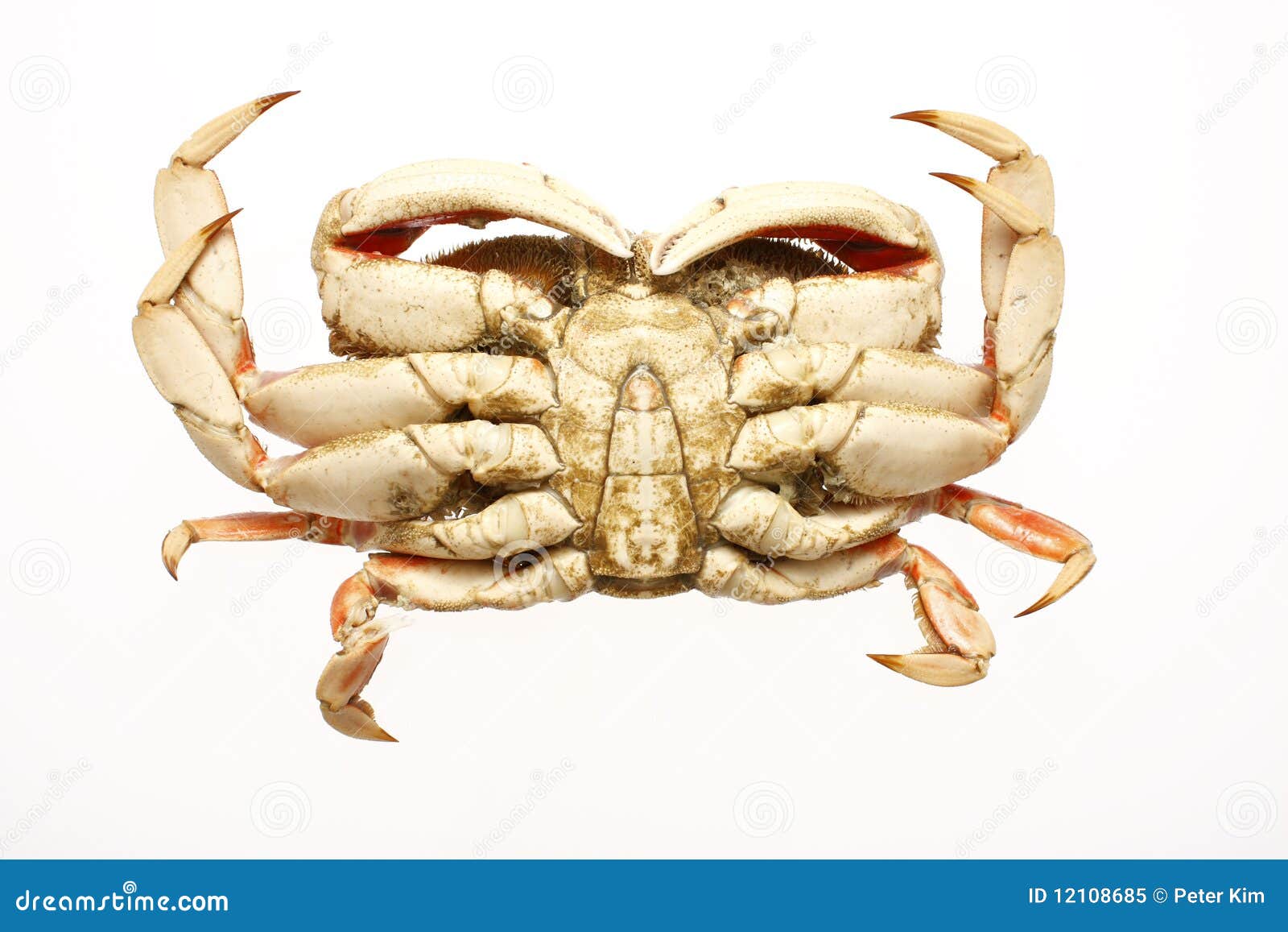 Crabe de dungeness cuit image stock. Image du crabe, crustacéen - 12108685