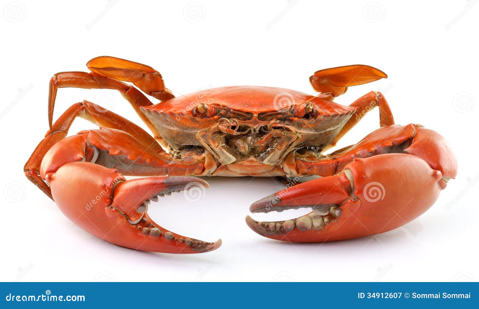 Crabe De Mer Sur Le Fond Blanc Image stock - Image du marin, nageur ...
