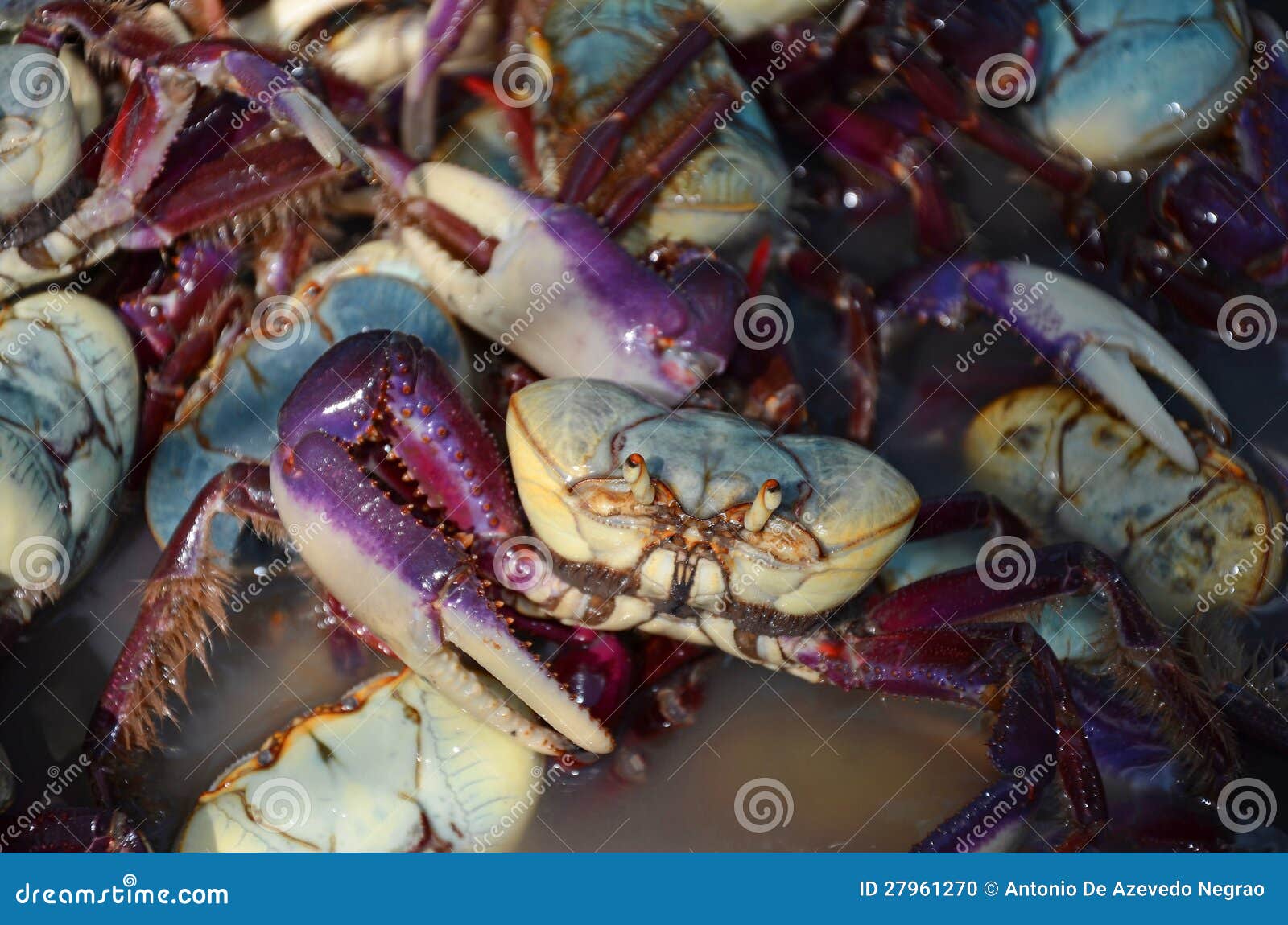 Crabe de palétuvier photo stock. Image du sable, palétuvier - 27961270