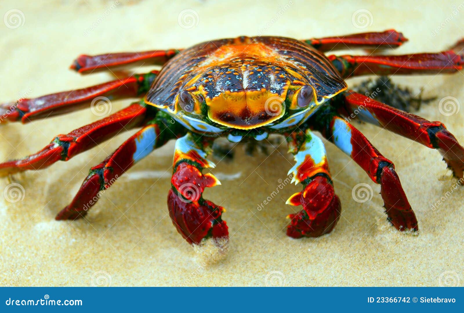 Crabe De Roche Rouge Sur La Plage Photo stock - Image du désagréable ...