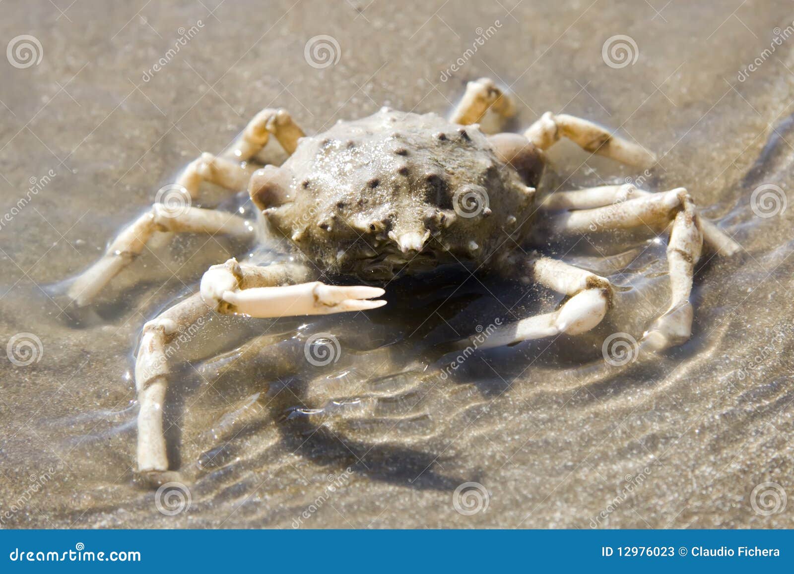 Crabe en mer image stock. Image du dessus, brucelles - 12976023