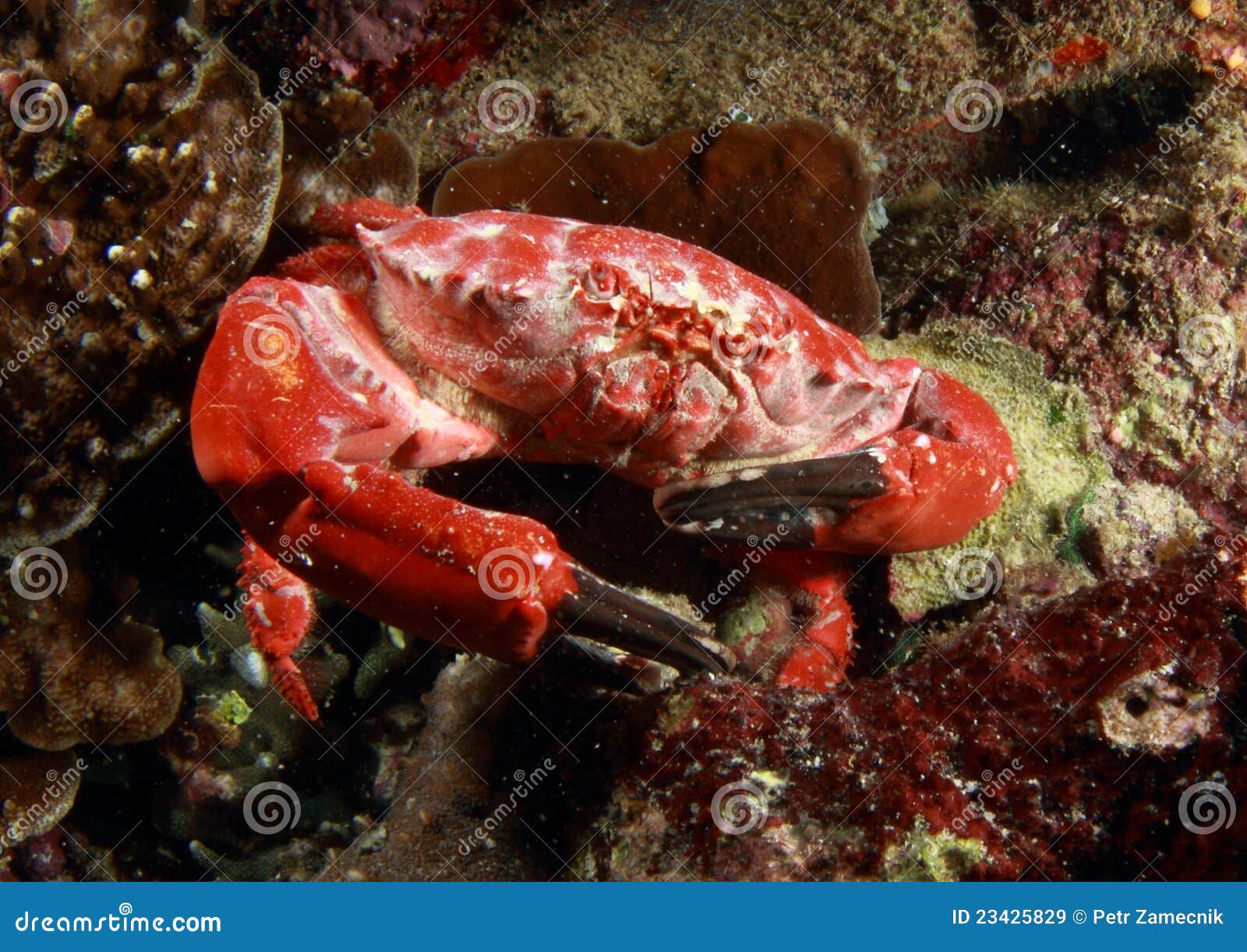 Crabe rouge image stock. Image du océan, reste, tropical - 23425829