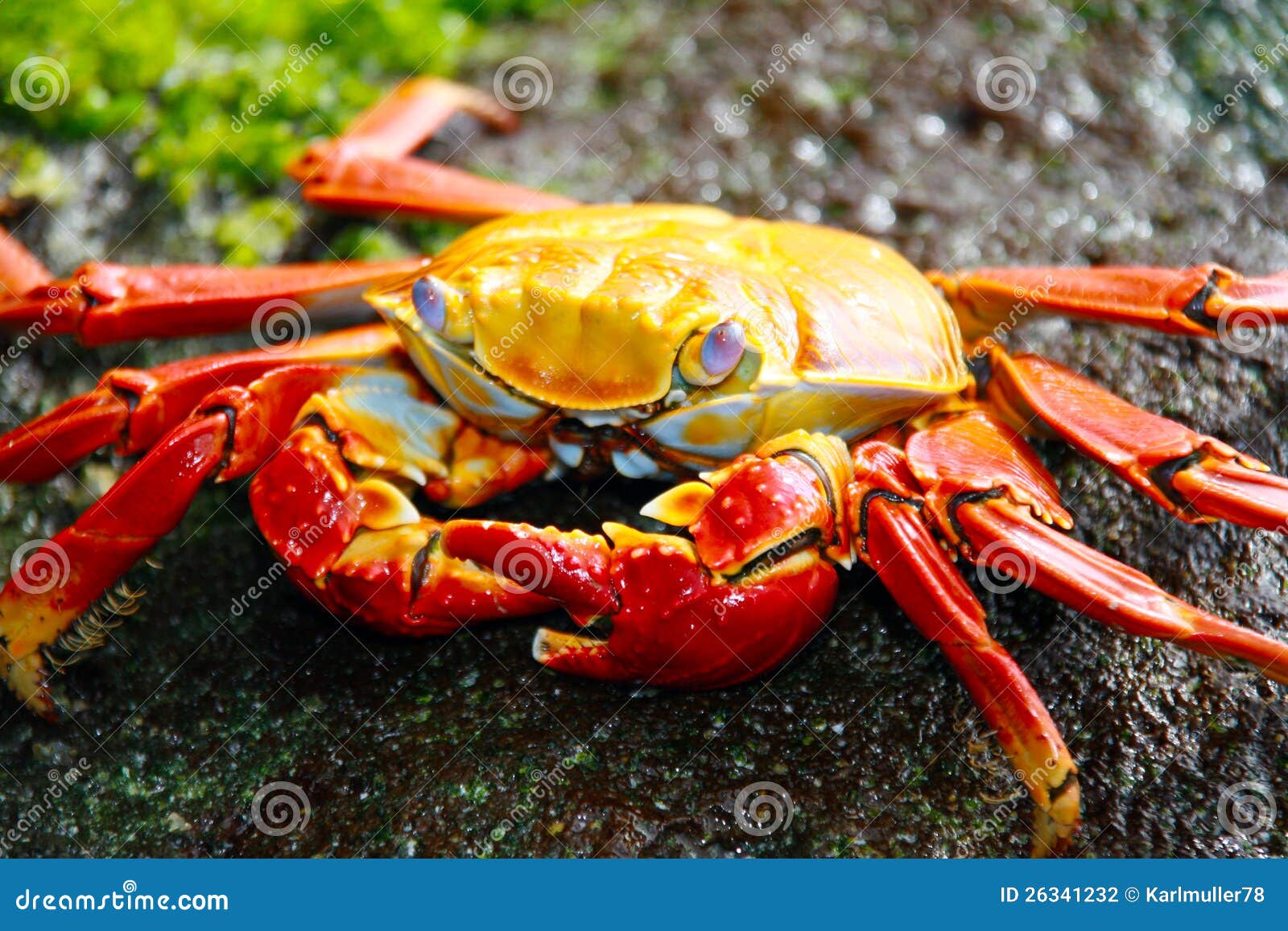 Crabe rouge de Galapagos photo stock. Image du orange - 26341232