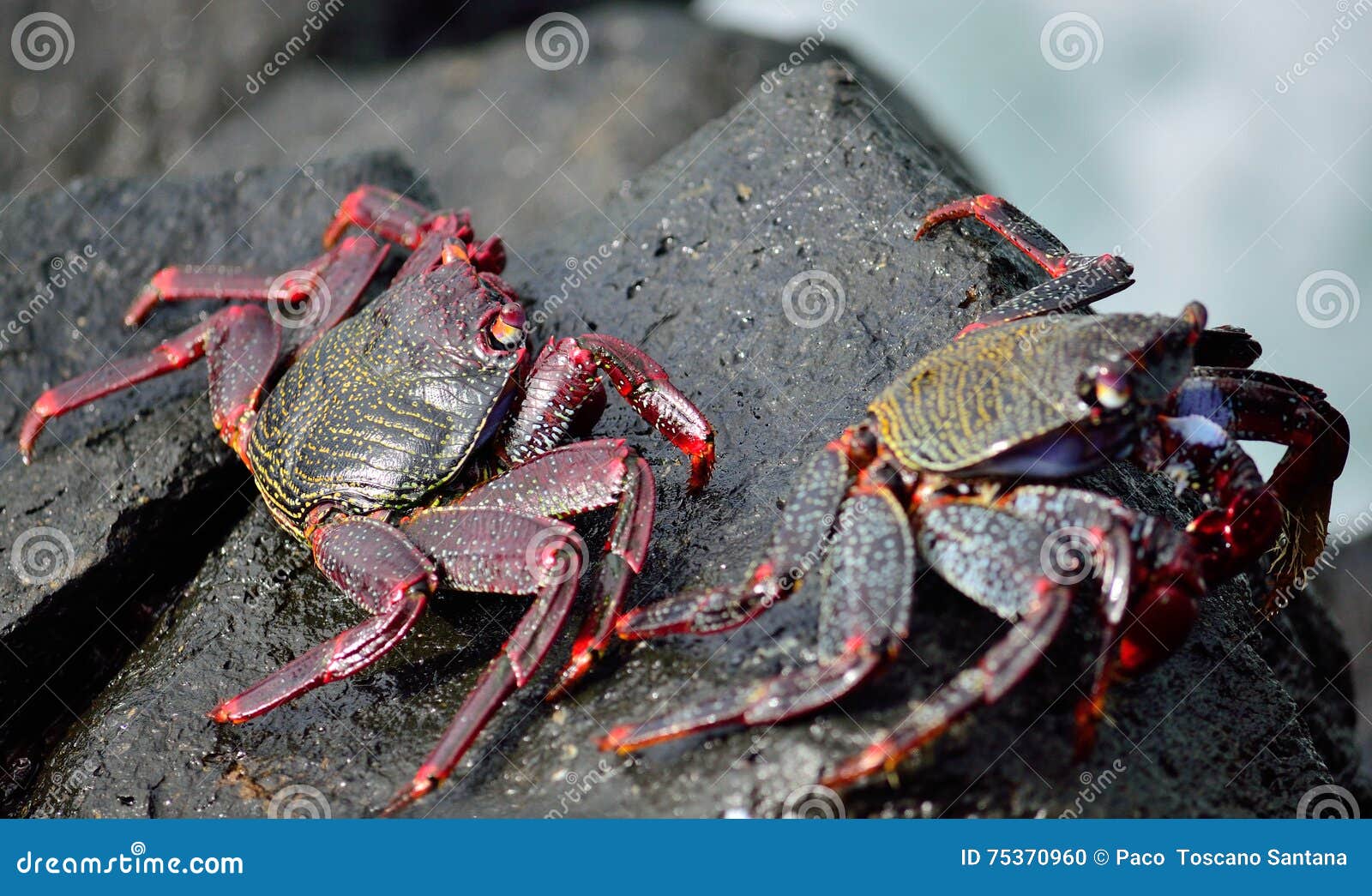Crabe Rouge Des Îles Canaries Photo stock - Image du côte, crabe: 75370960