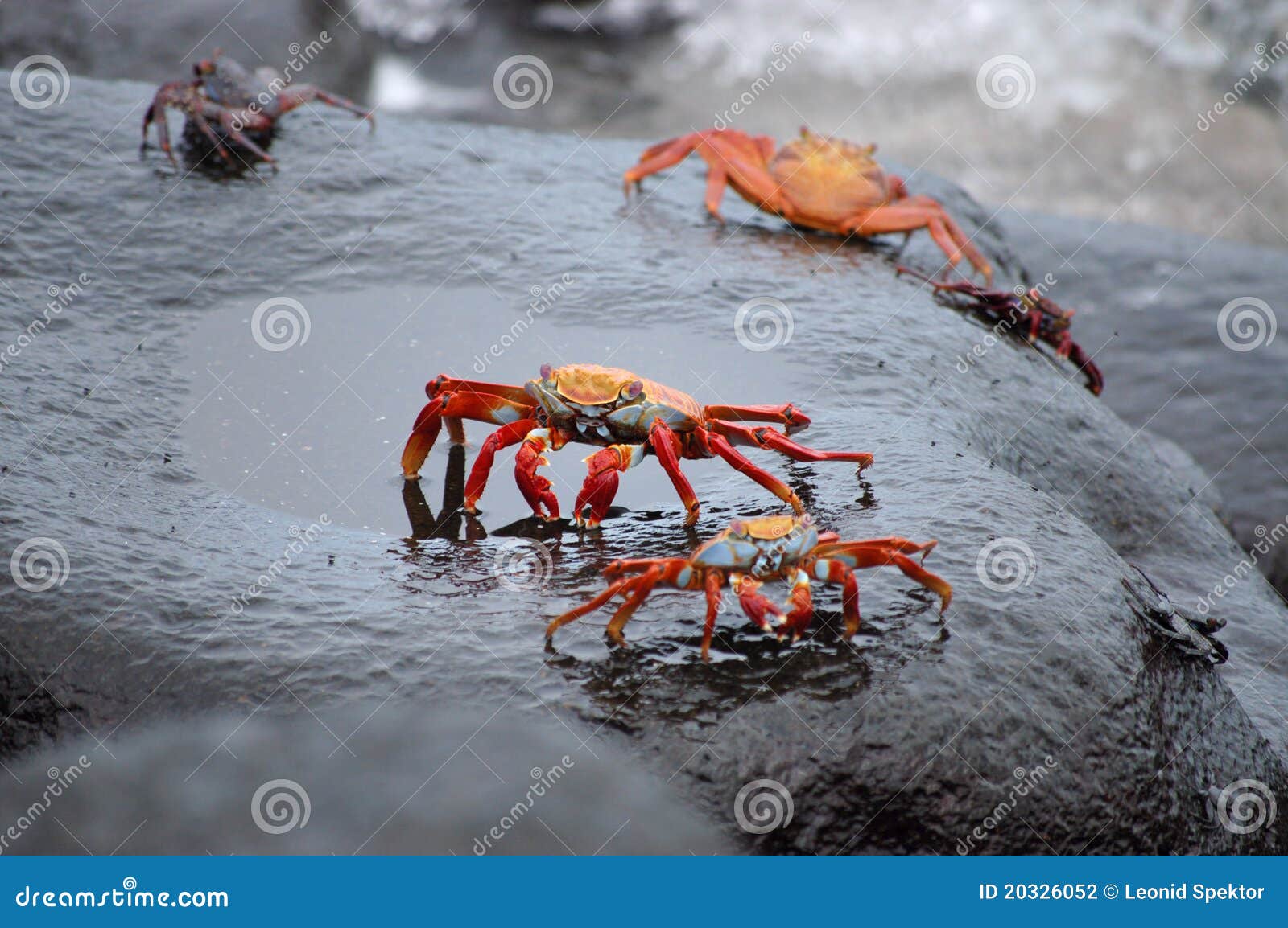 Crabes de roche rouges. photo stock. Image du nature - 20326052