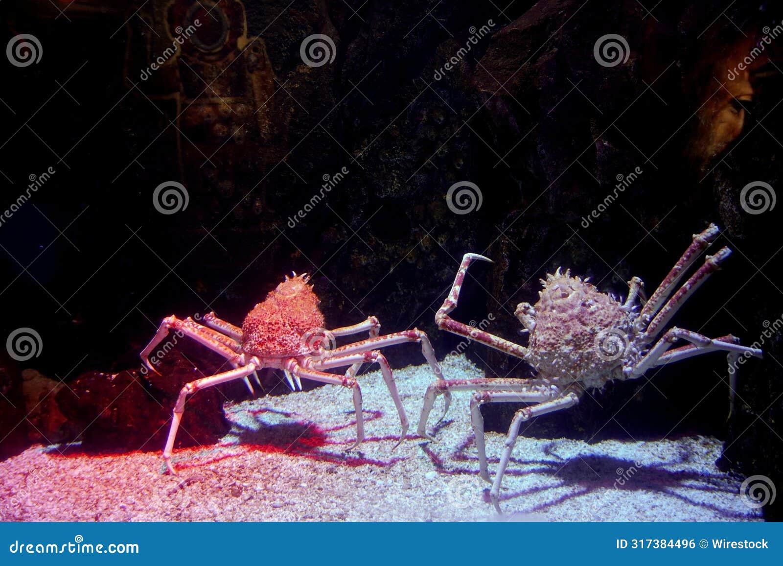 Crabfish in the Aquarium, One with Red Algae on Tentacles Stock Photo ...