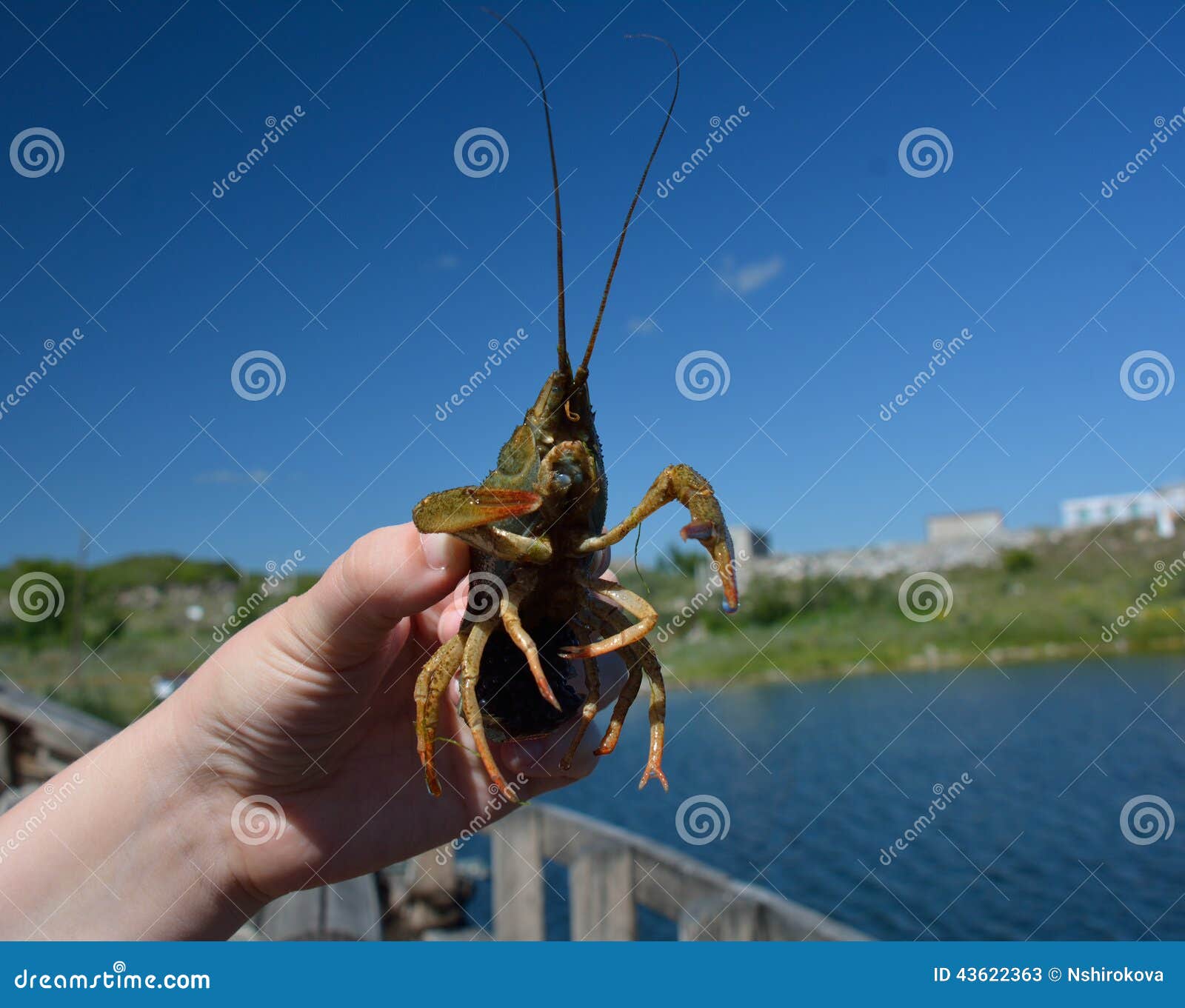 A crabfish in hands stock image. Image of live, animal - 43622363