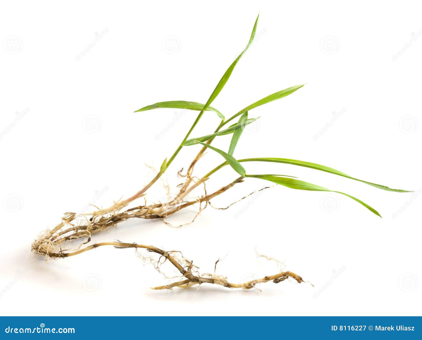 Crabgrass with Roots and New Leaves Stock Image - Image of grass, green ...