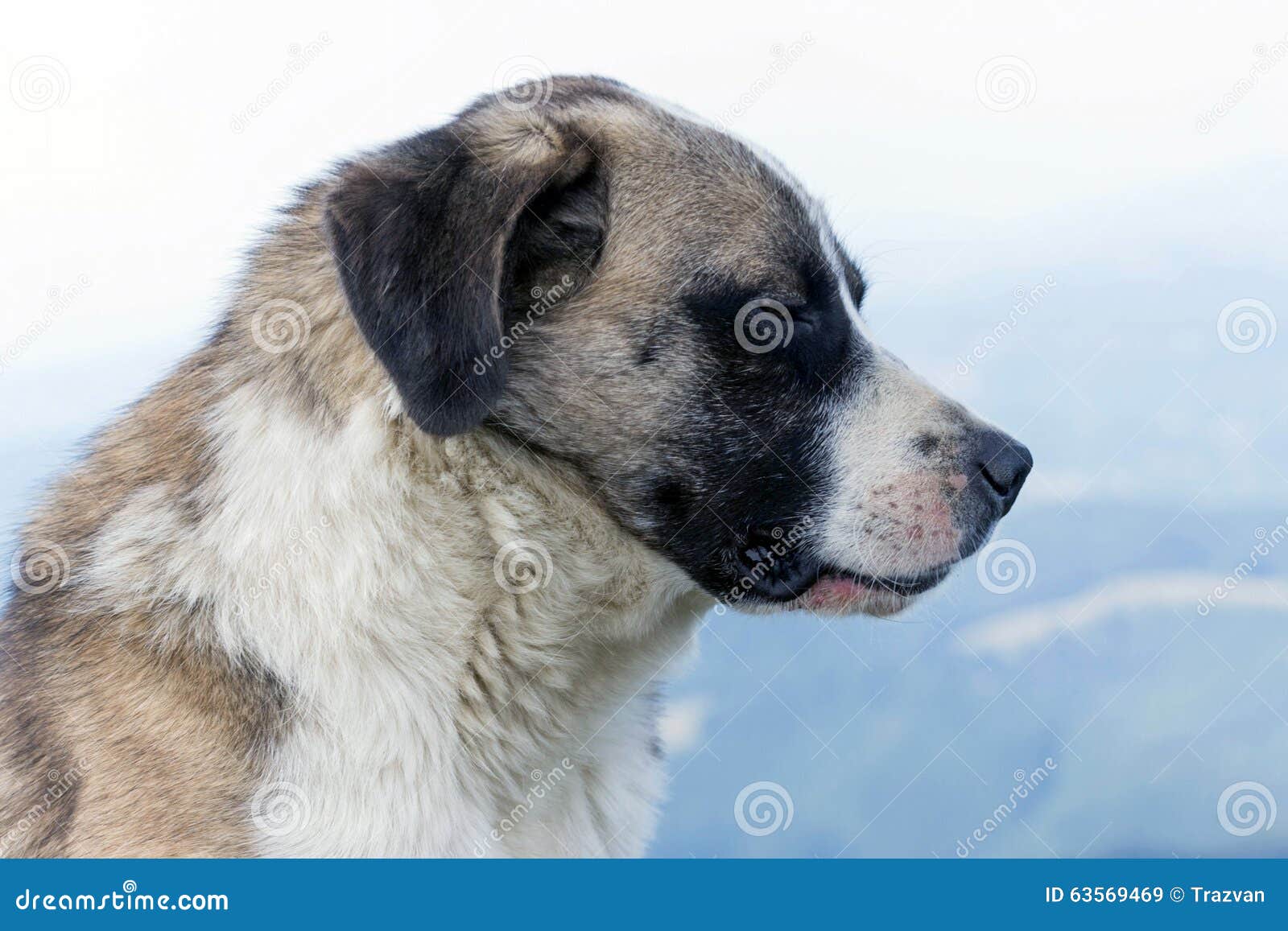 Crabot De Berger Carpathien Roumain Image stock - Image du bravez ...