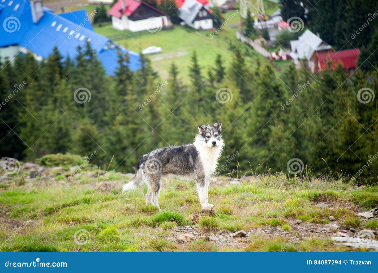 Crabot De Berger Carpathien Roumain Photo stock - Image du profil ...